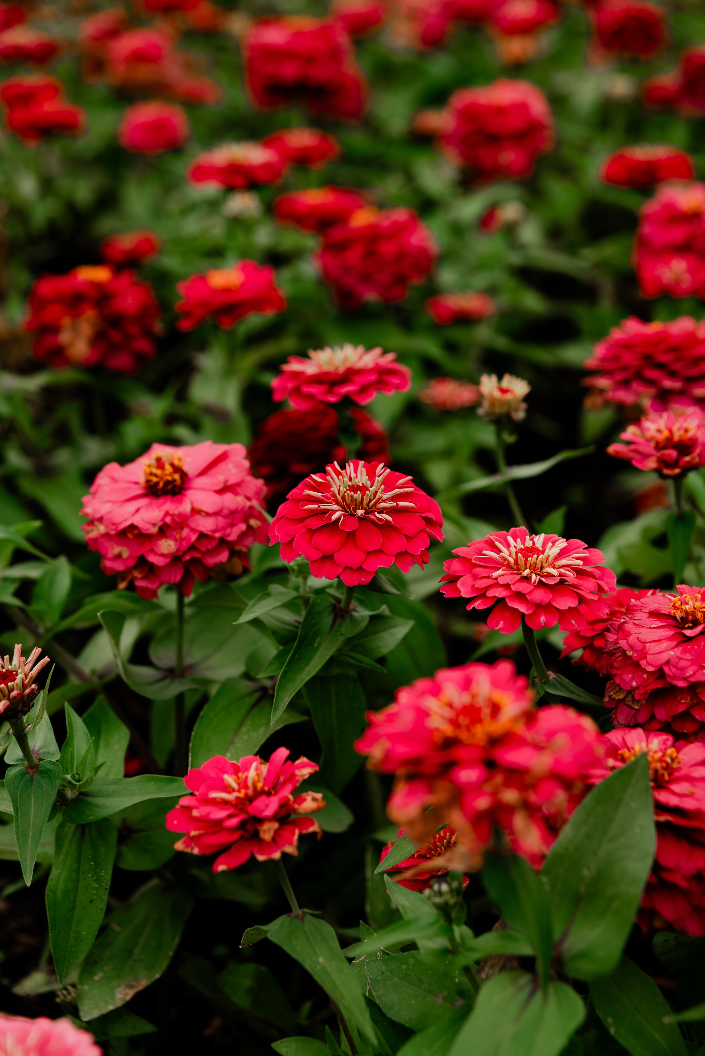 Free Stock Photos, Royalty Free Stock Images & Copyright Free Pictures ...