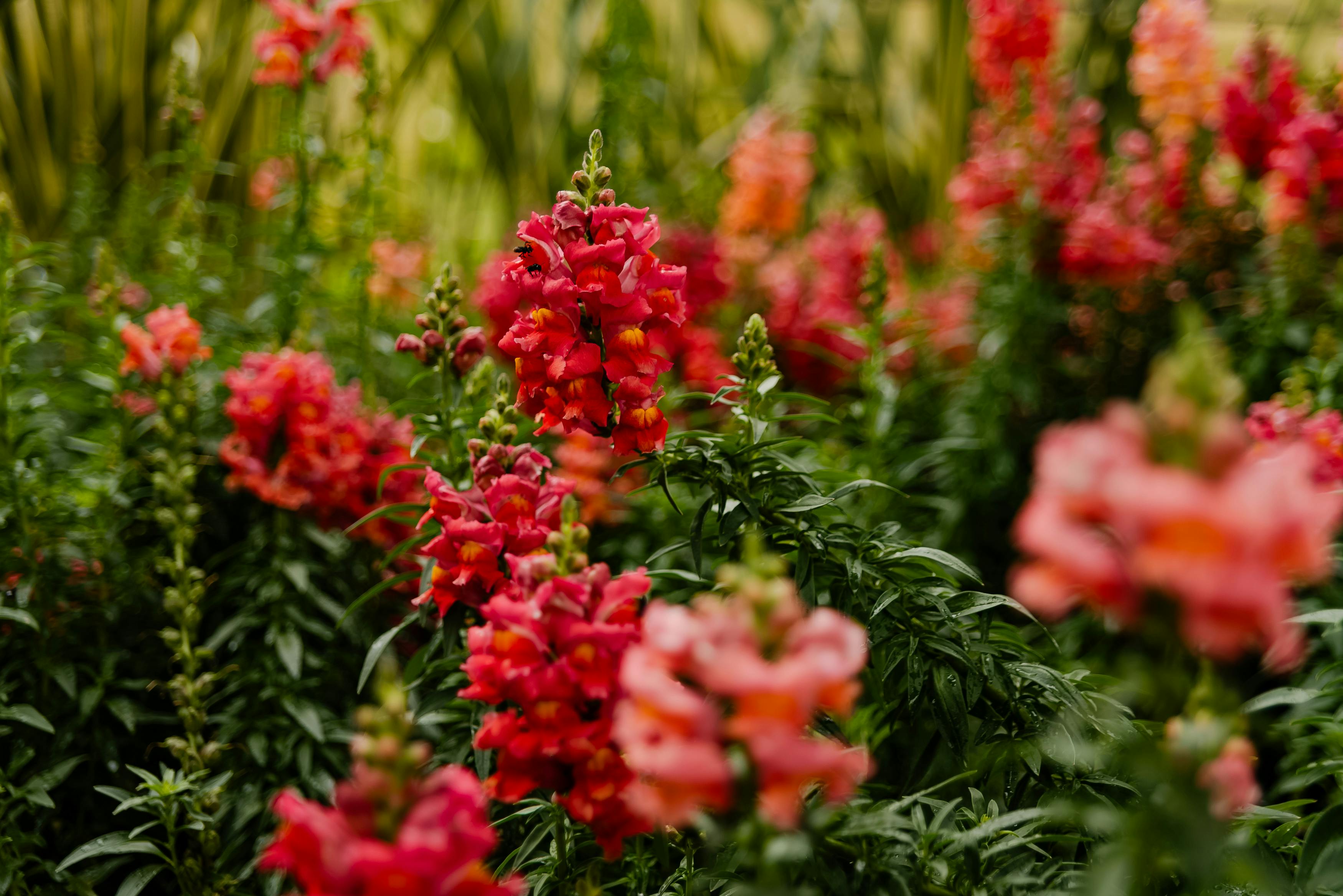 Vibrant Snapdragons Blooming in Curitiba Garden · Free Stock Photo