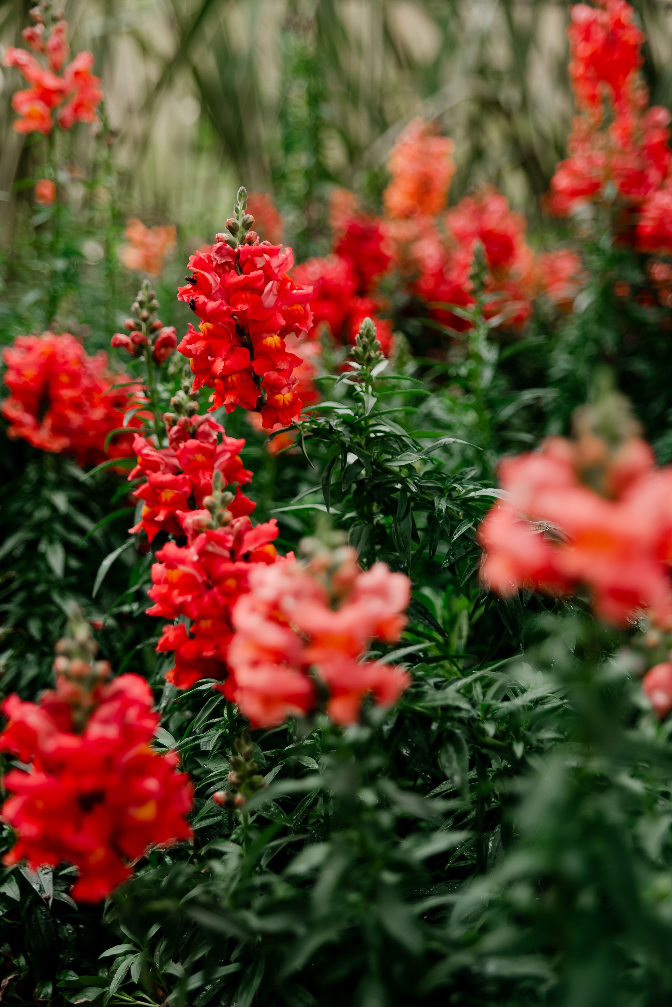 Flower Snapdragons Photos, Download The BEST Free Flower Snapdragons ...