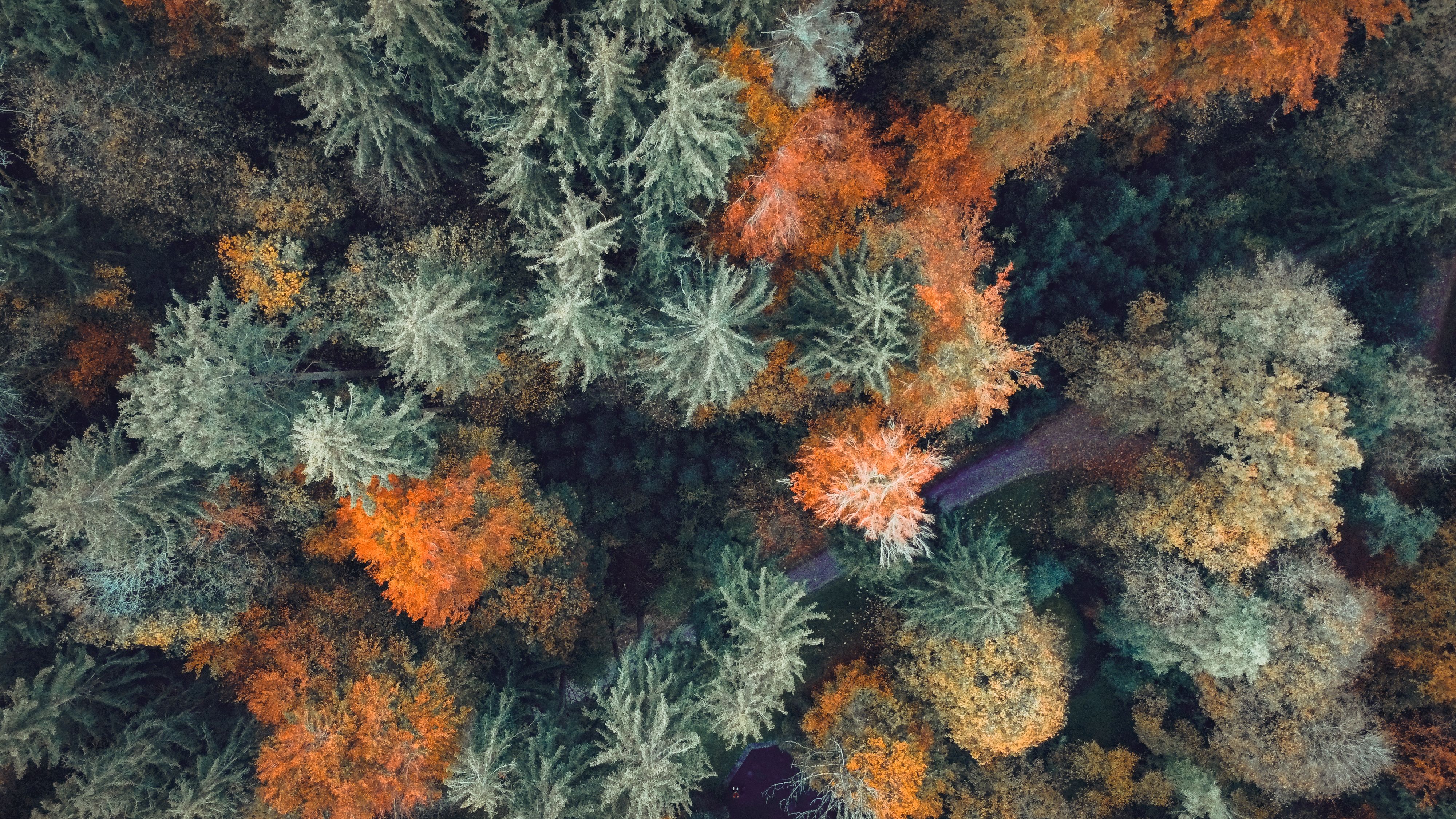 Stunning Aerial View of Swiss Autumn Forest · Free Stock Photo