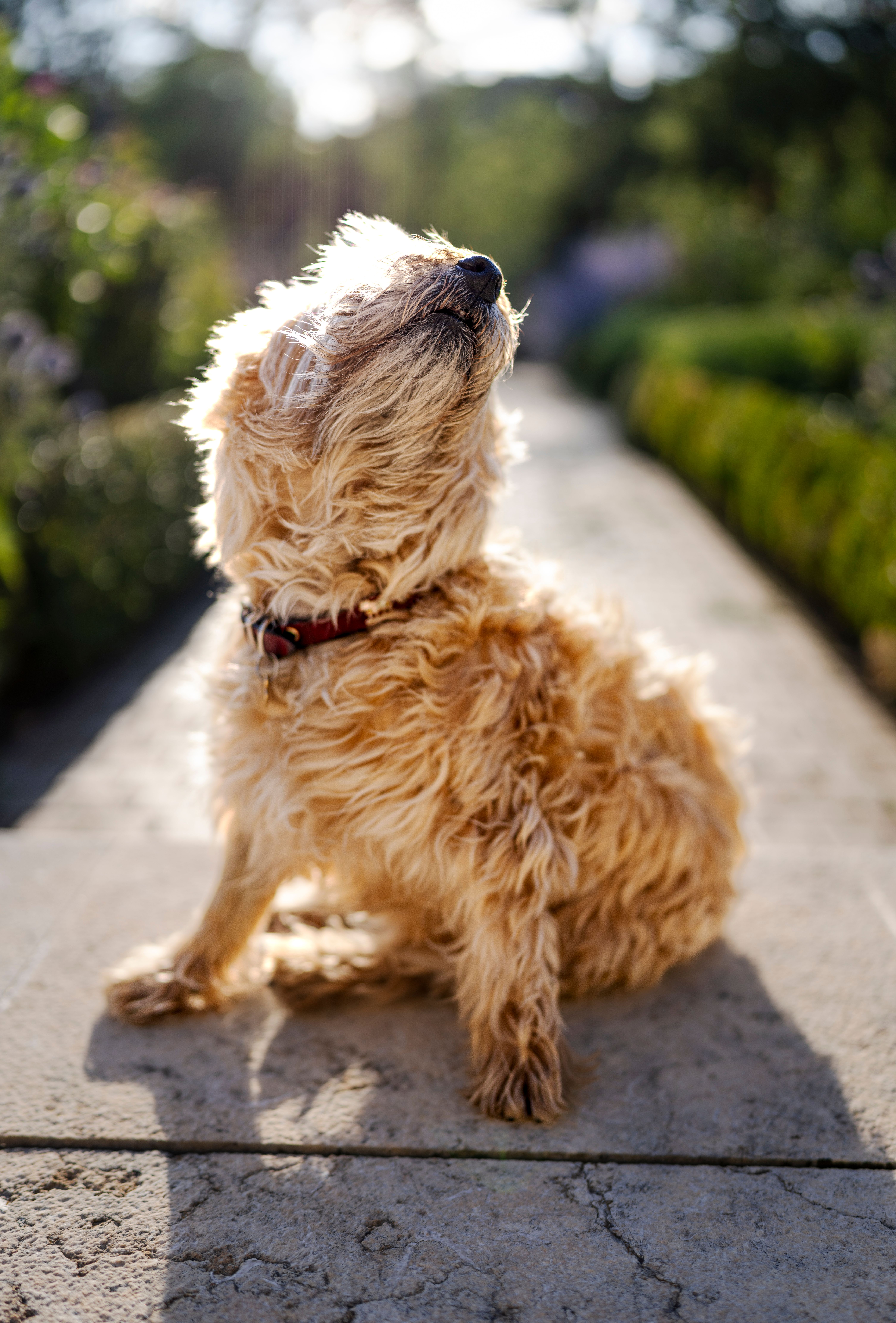 Goofy Dog Photos, Download The BEST Free Goofy Dog Stock Photos & HD Images