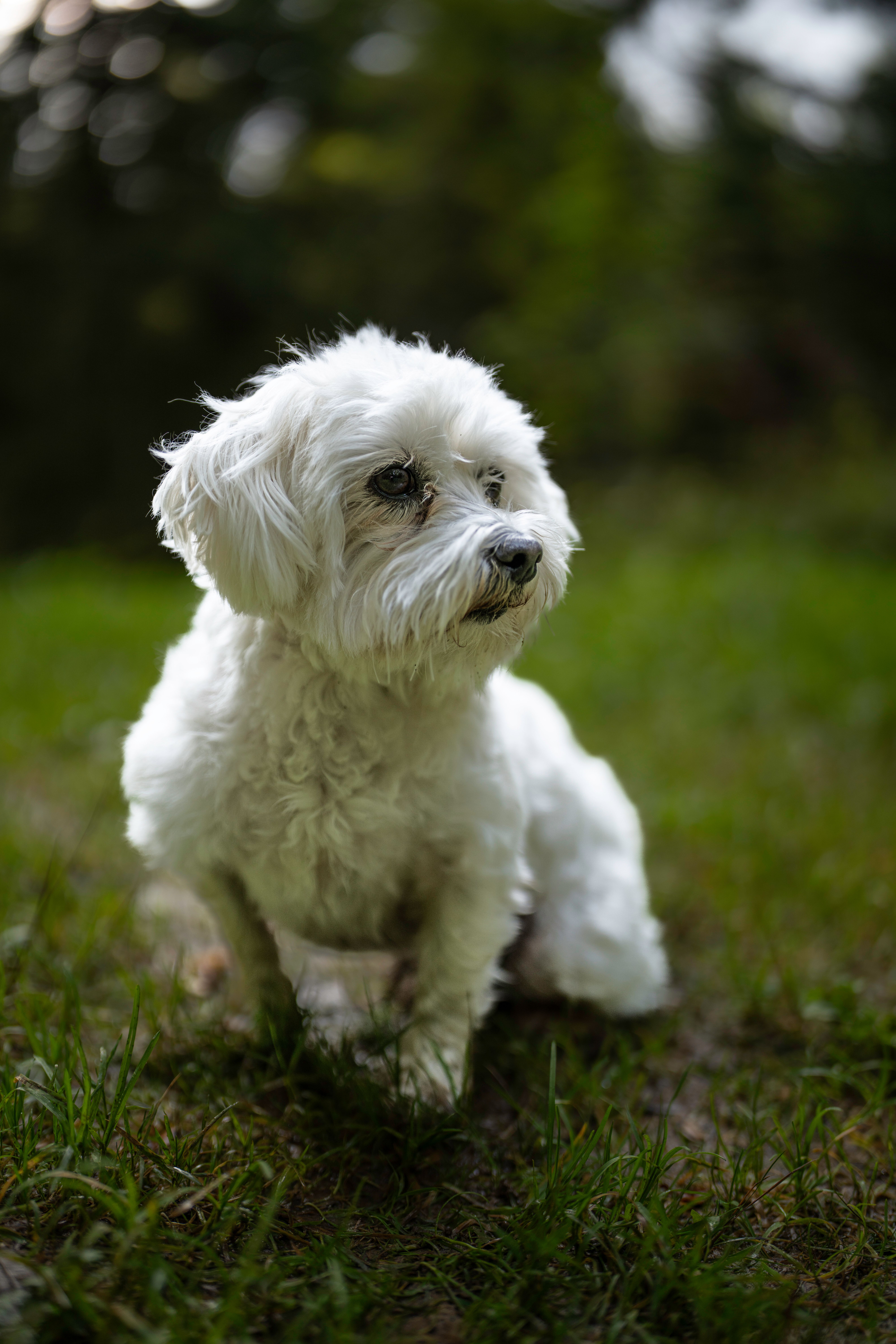 Goofy Dog Photos, Download The BEST Free Goofy Dog Stock Photos & HD Images