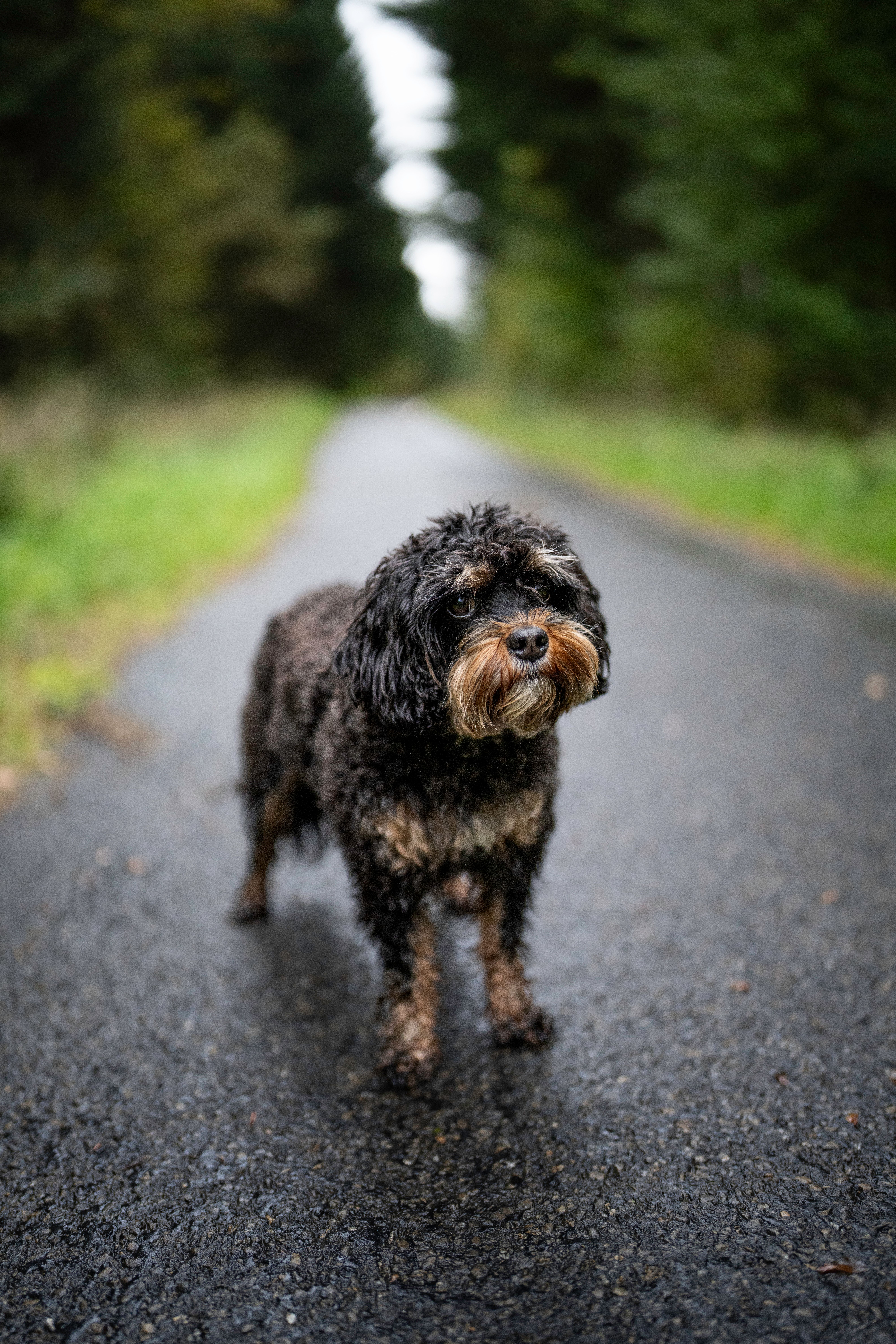 Goofy Dog Photos, Download The BEST Free Goofy Dog Stock Photos & HD Images