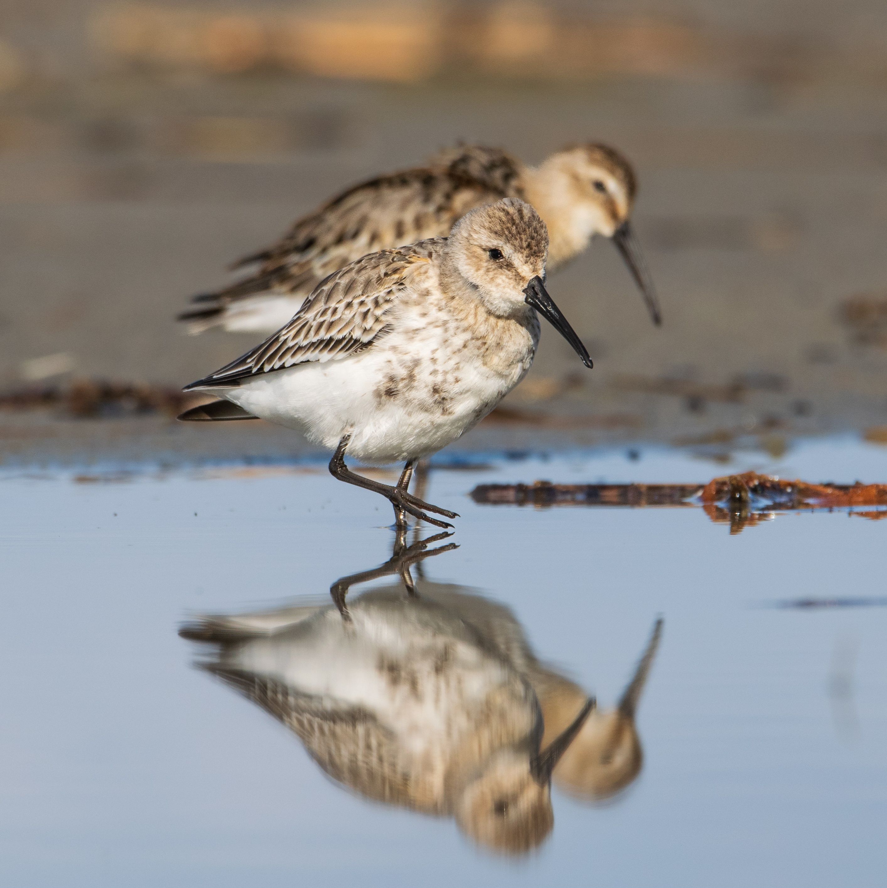 Close-up of Dunlins on Water in Antalya Türkiye · Free Stock Photo