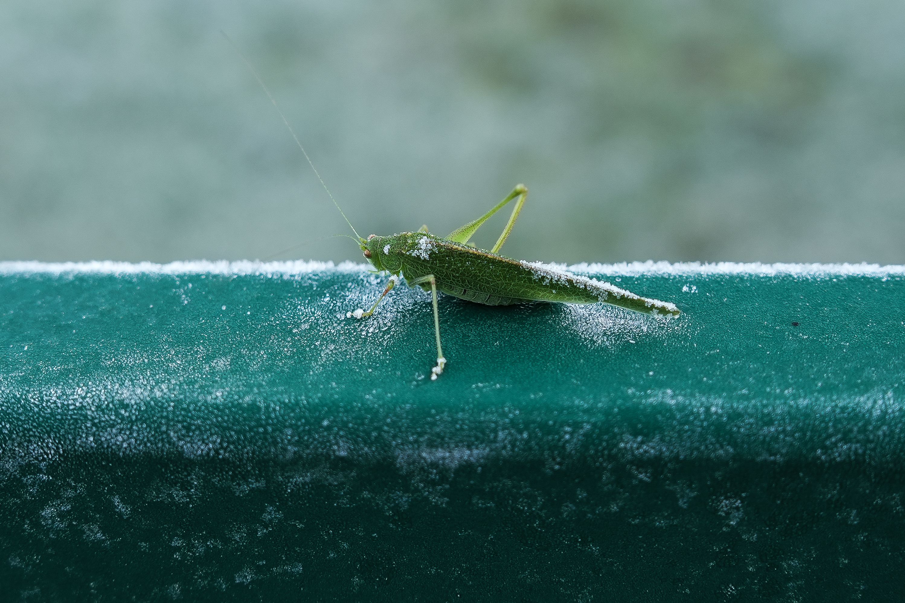 Frosty Grasshopper on Icy Surface Close-Up · Free Stock Photo