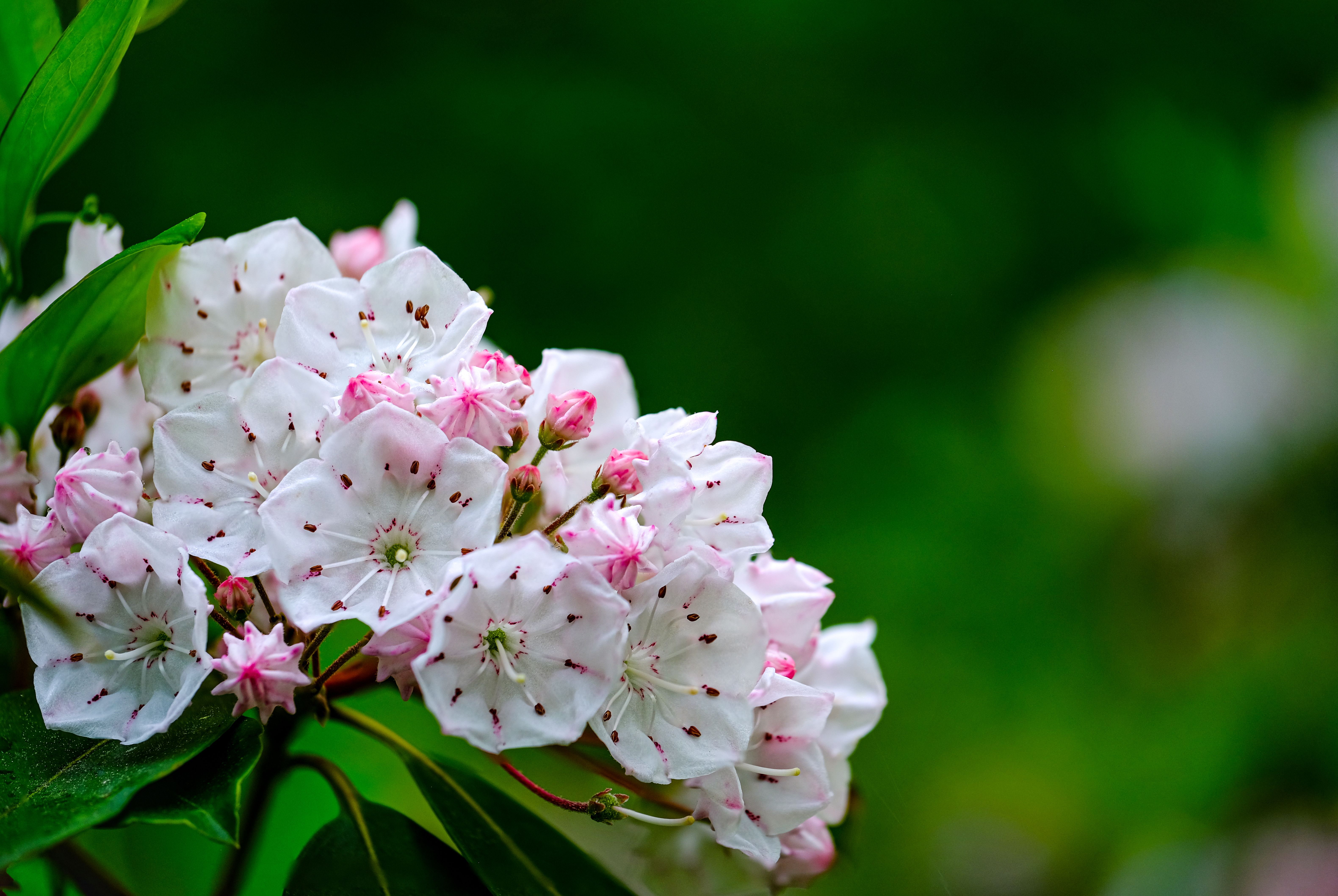 Close-Up of Mountain Laurel Flowers in Bloom · Free Stock Photo