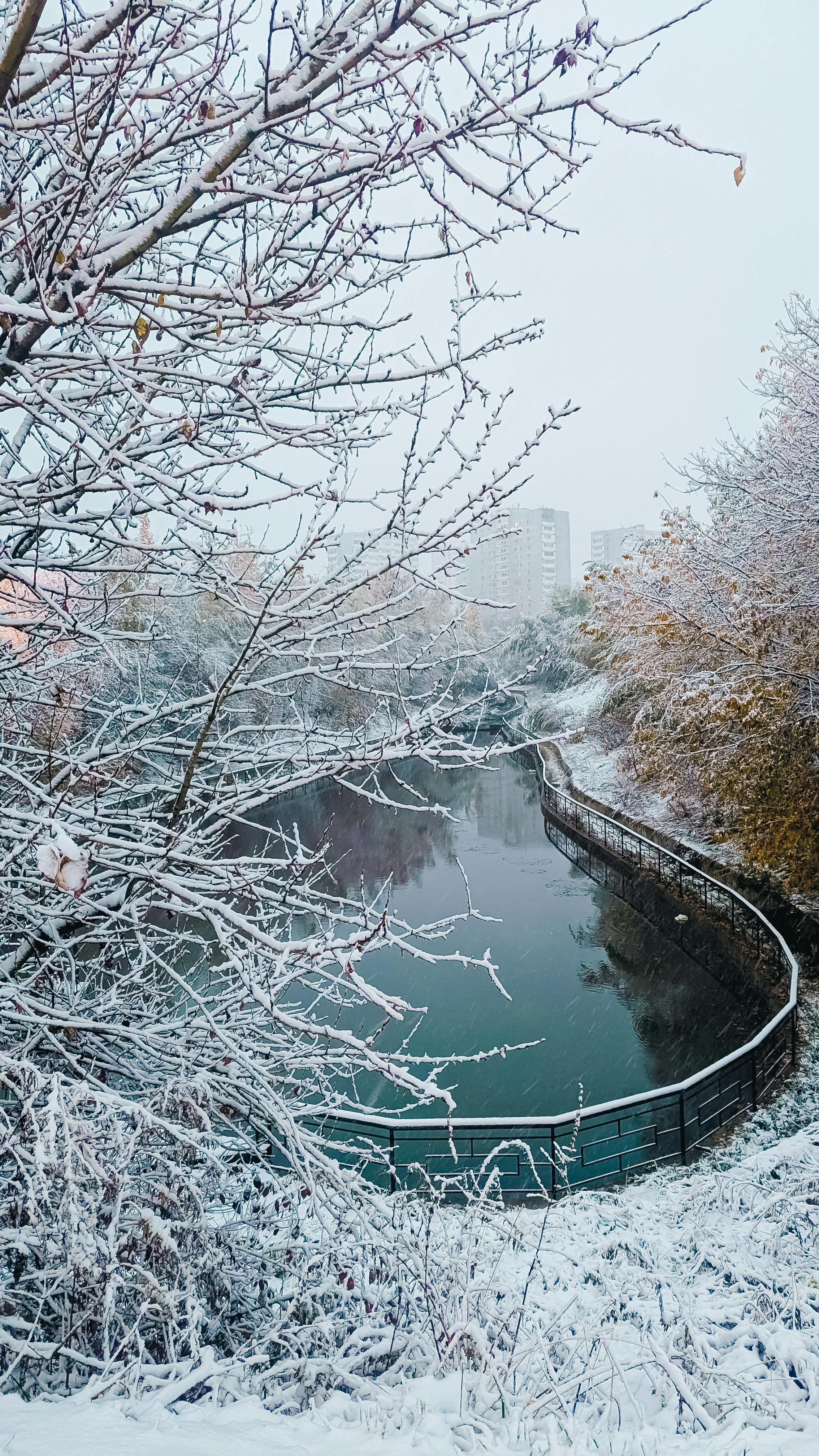 Serene Winter Landscape with Snow-Covered Trees · Free Stock Photo