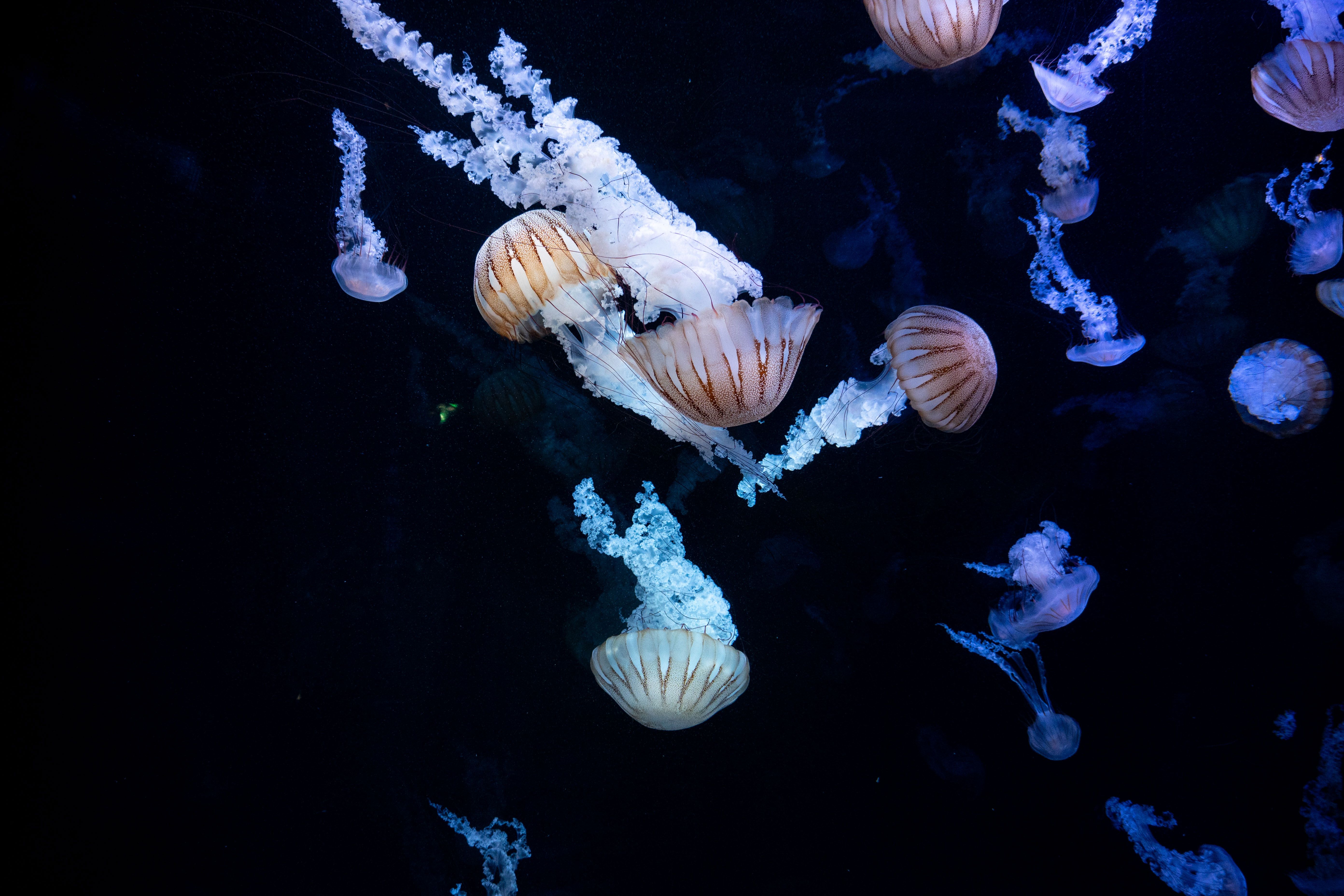 Ocean Dark Blue Video Photos, Download The BEST Free Ocean Dark Blue ...