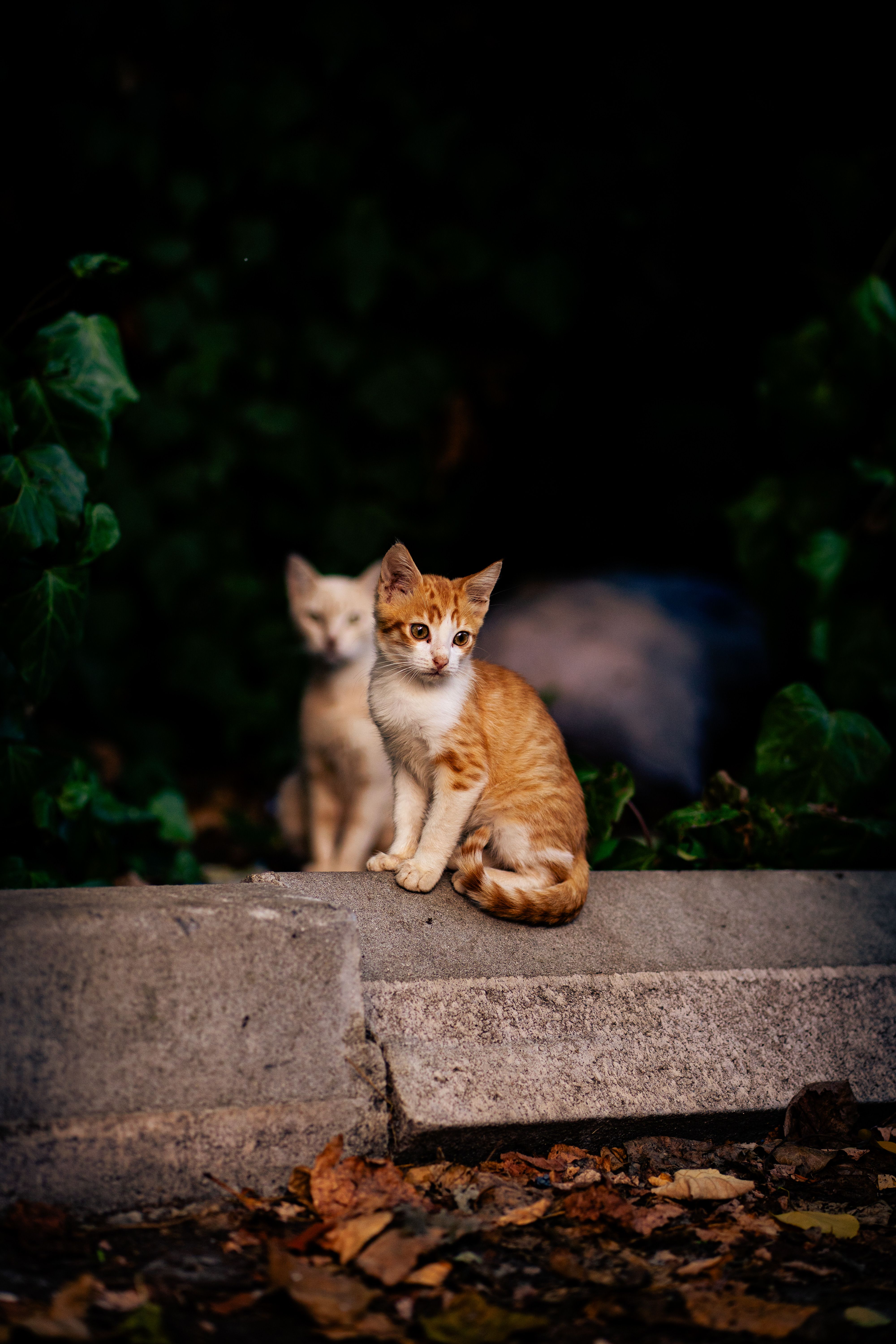Mèo Hoang ở Ngõ Istanbul Lúc Chạng Vạng · Ảnh có sẵn miễn phí