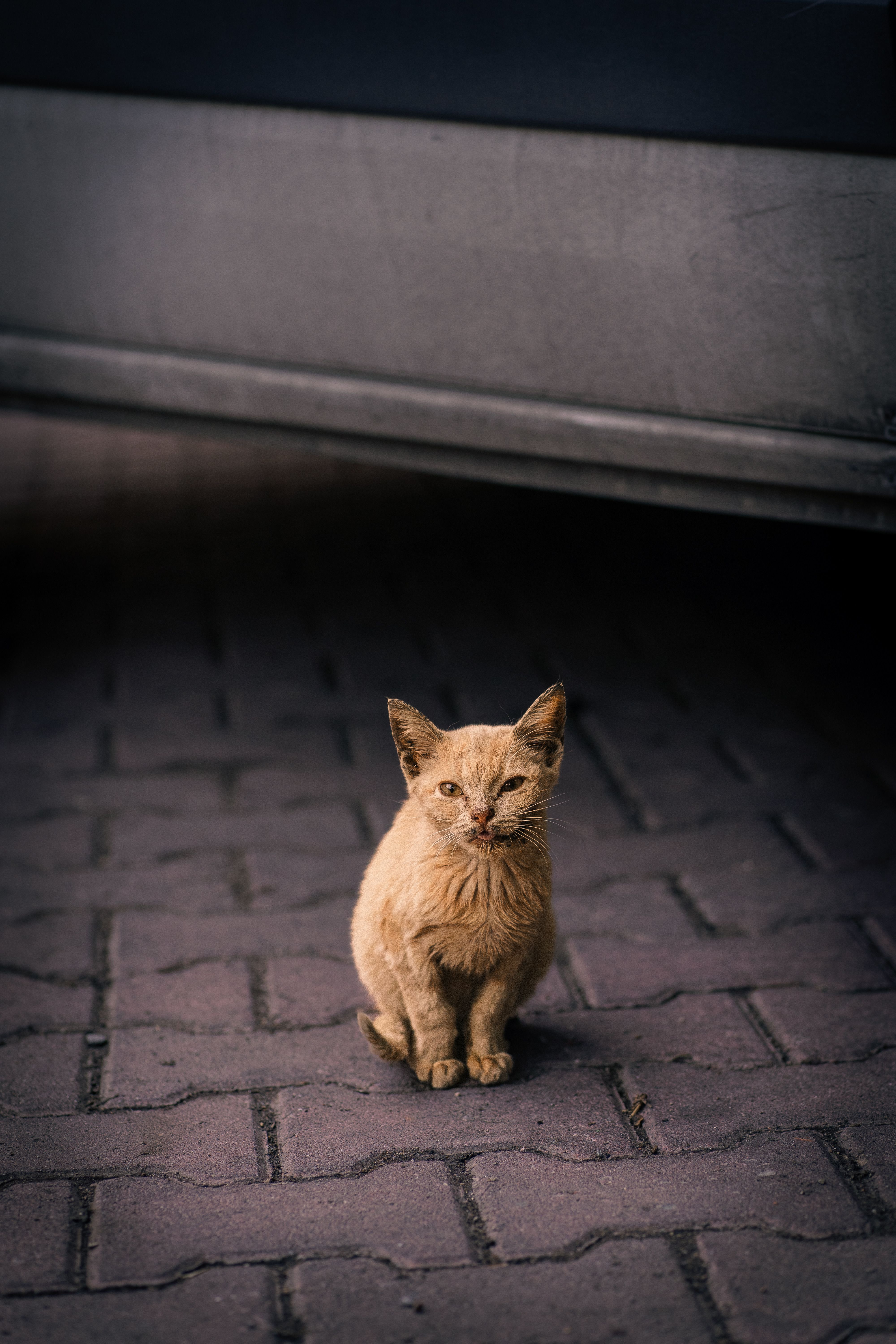 Sad Cat Photos, Download The BEST Free Sad Cat Stock Photos & HD Images
