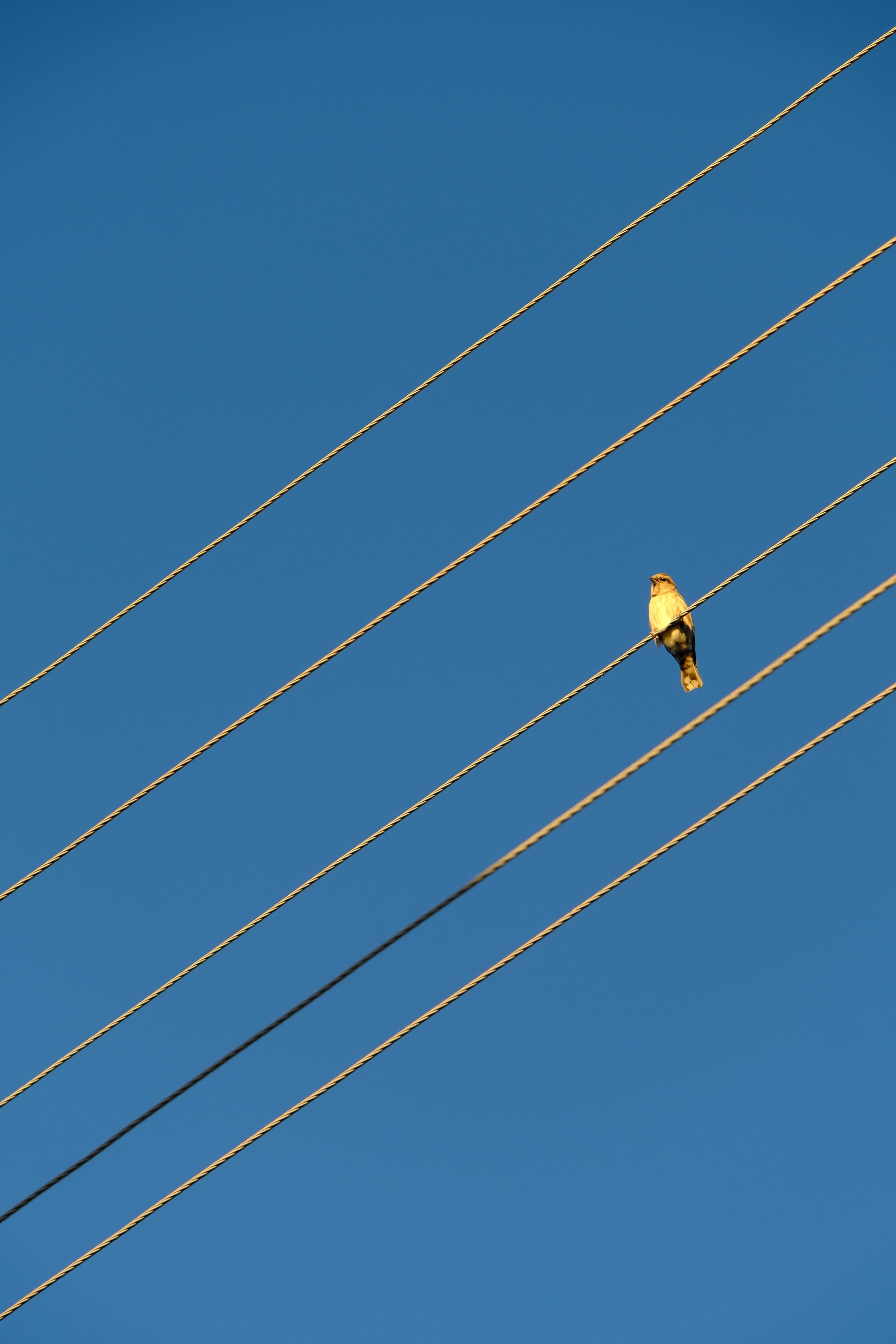 Bird on Power Line Against Clear Blue Sky · Free Stock Photo
