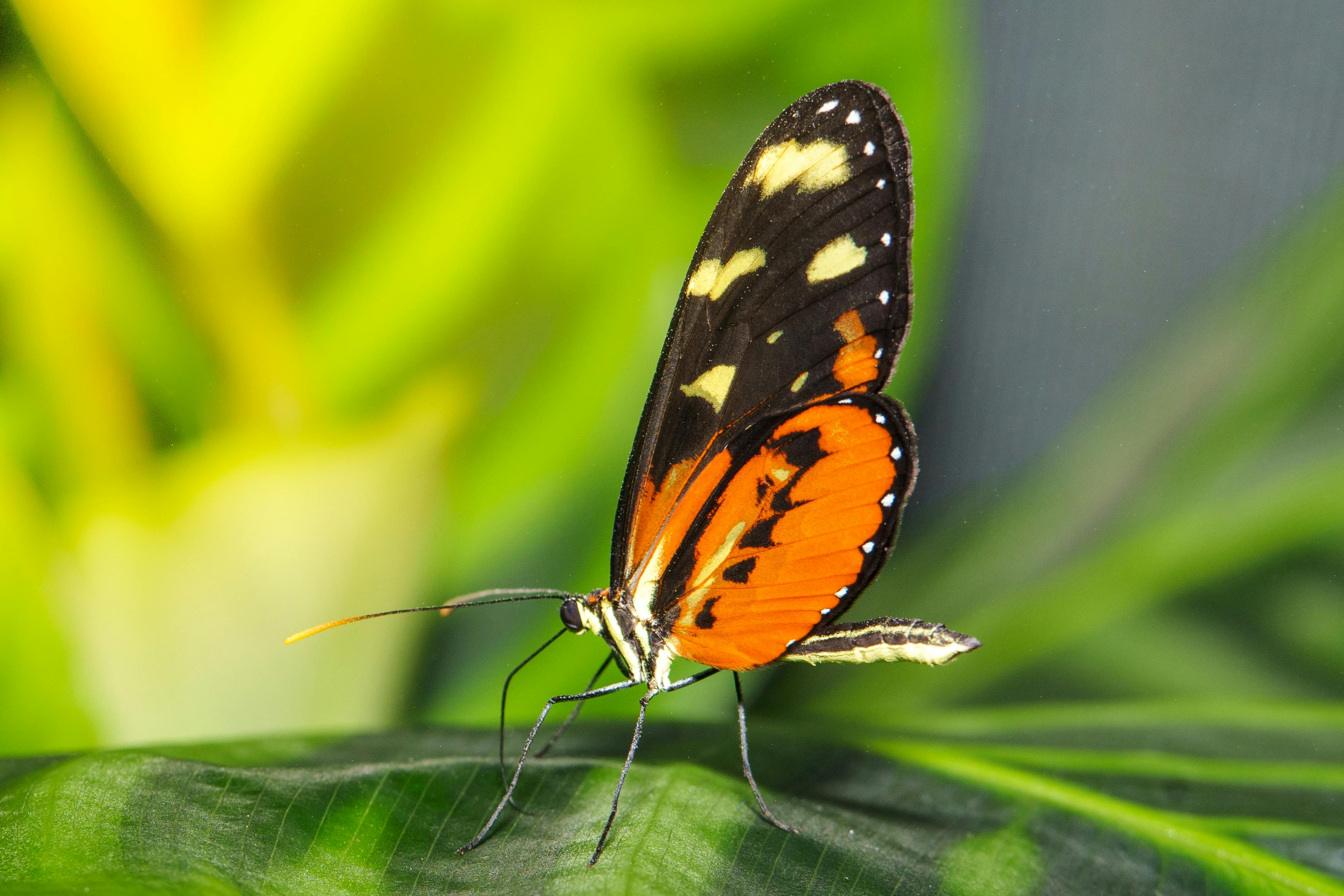 Moth Photos, Download The BEST Free Moth Stock Photos & HD Images