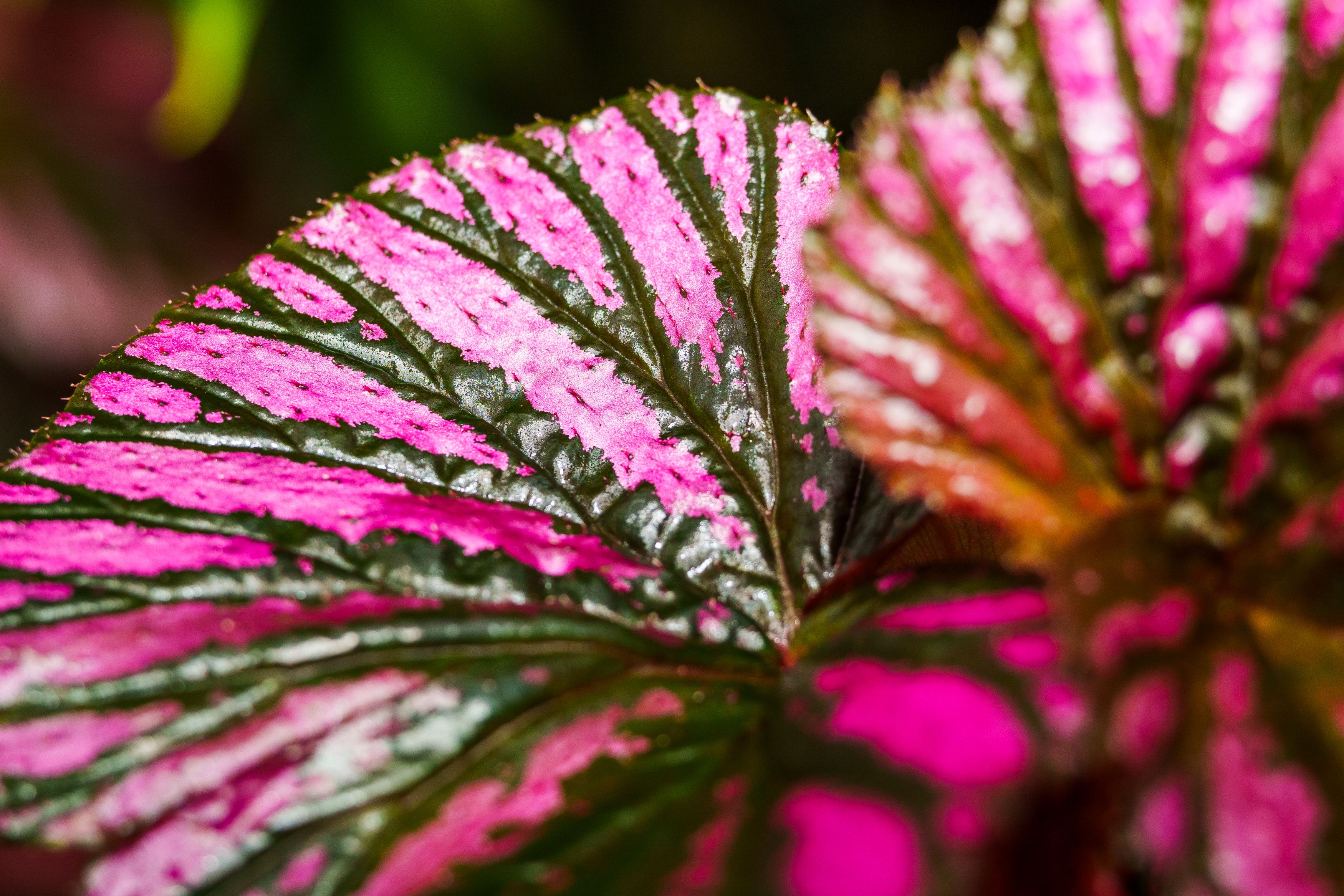 Close-up of Vibrant Pink and Green Begonia Leaf · Free Stock Photo