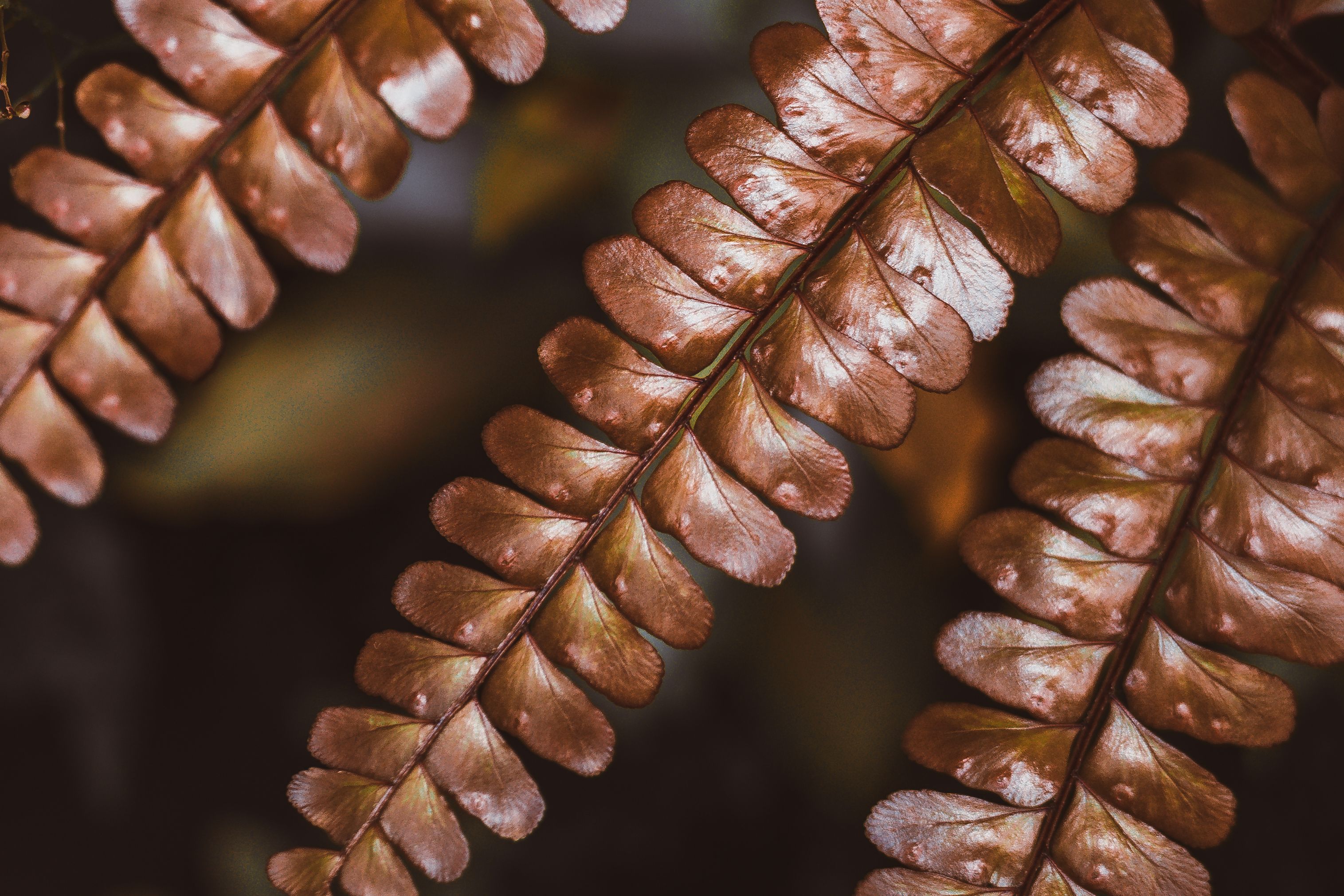Close-up of Copper-Colored Fern Leaves · Free Stock Photo