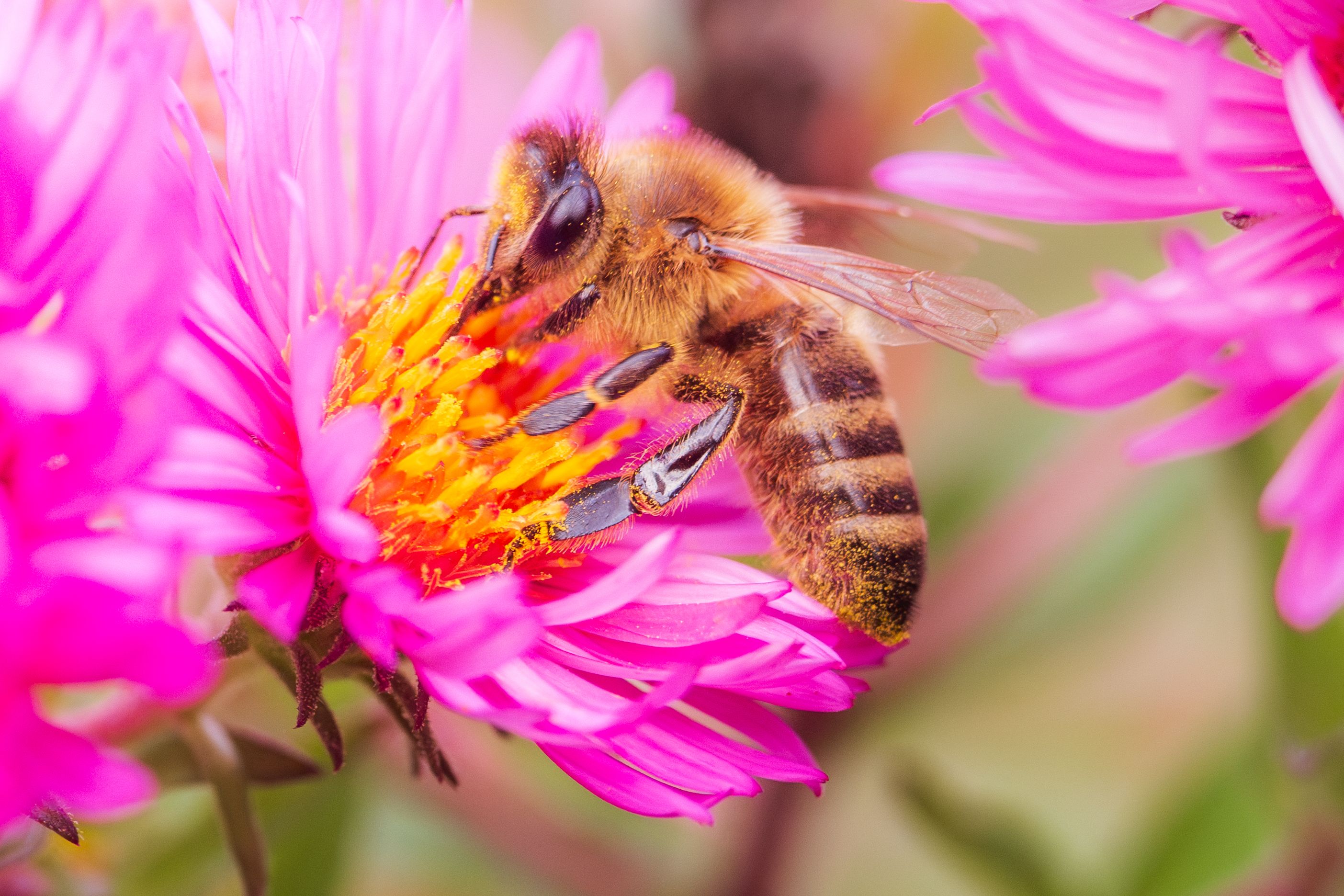 Beneficial Insect Photos, Download The BEST Free Beneficial Insect ...