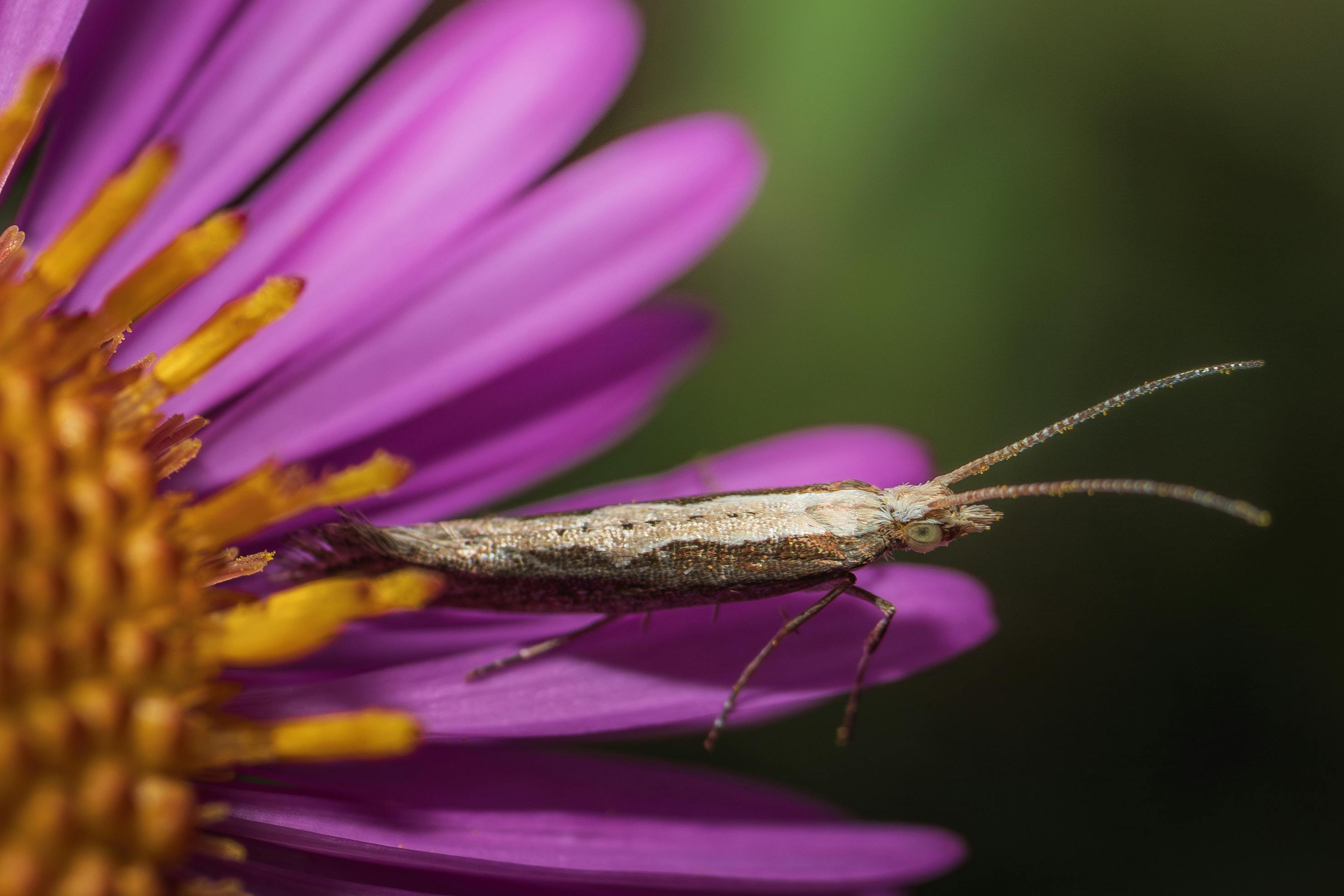 Moth Photos, Download The BEST Free Moth Stock Photos & HD Images