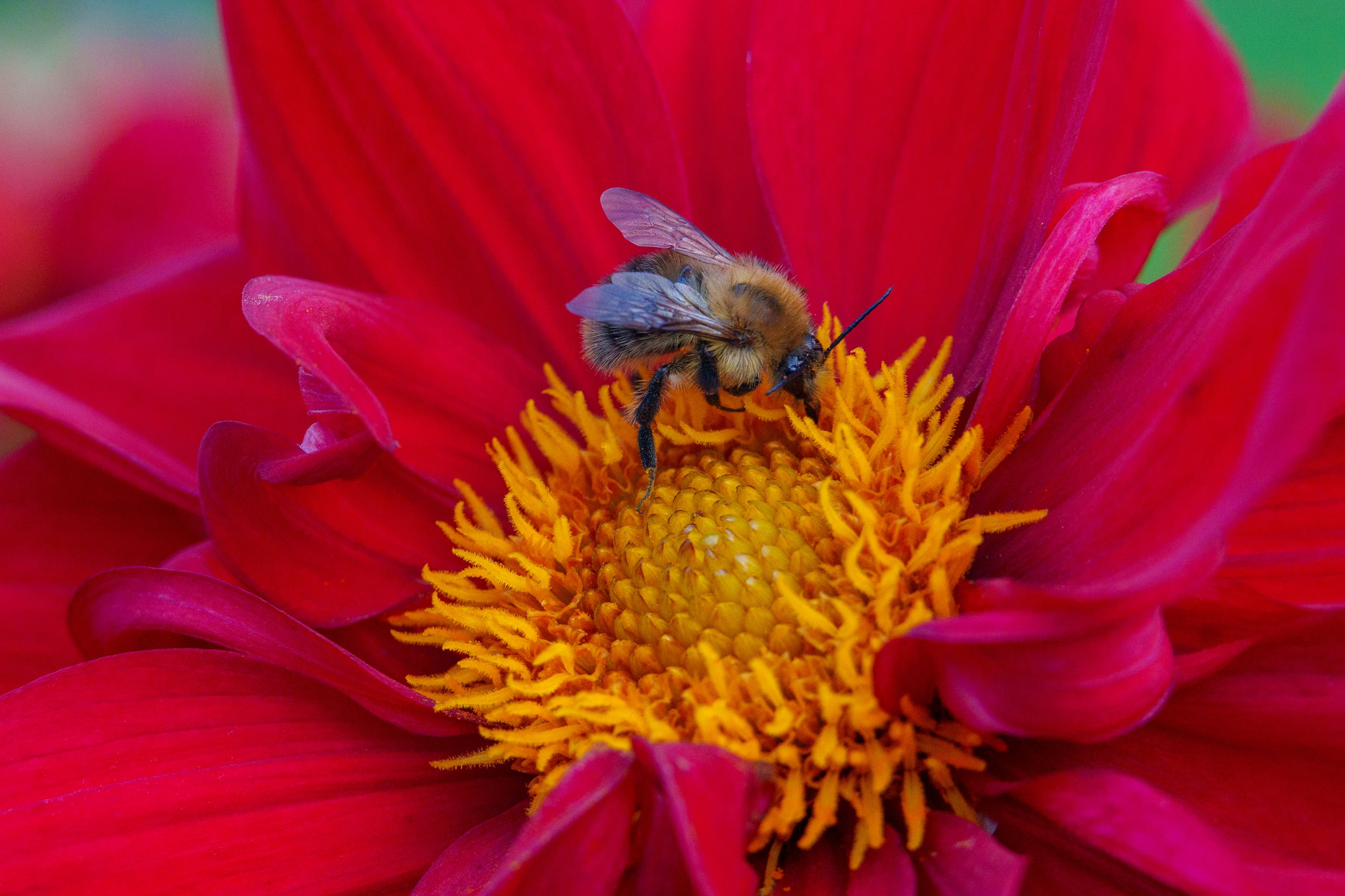Bumblebee Transformer Photos, Download The BEST Free Bumblebee ...