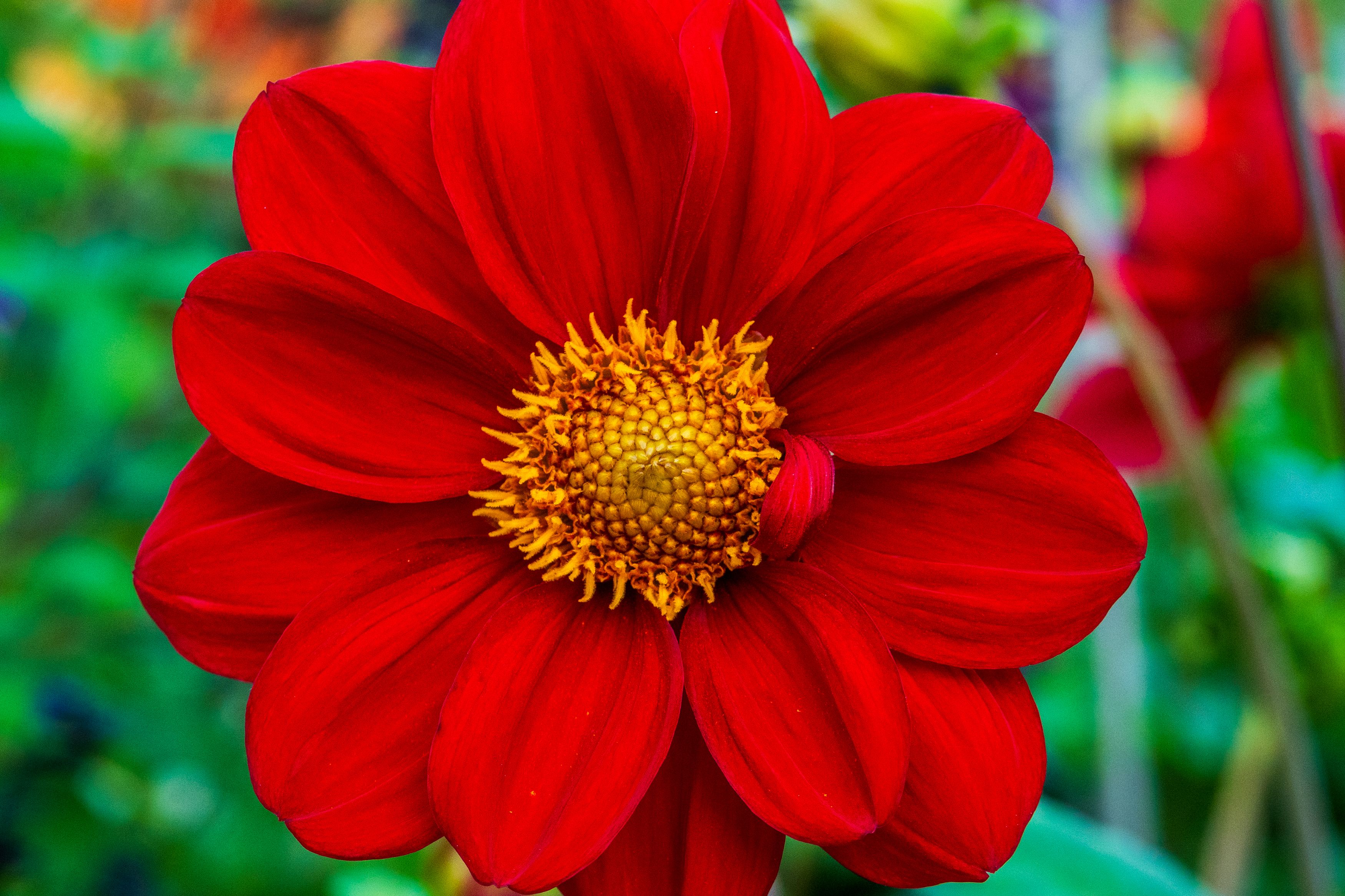 Red Dahlia Flower · Free Stock Photo