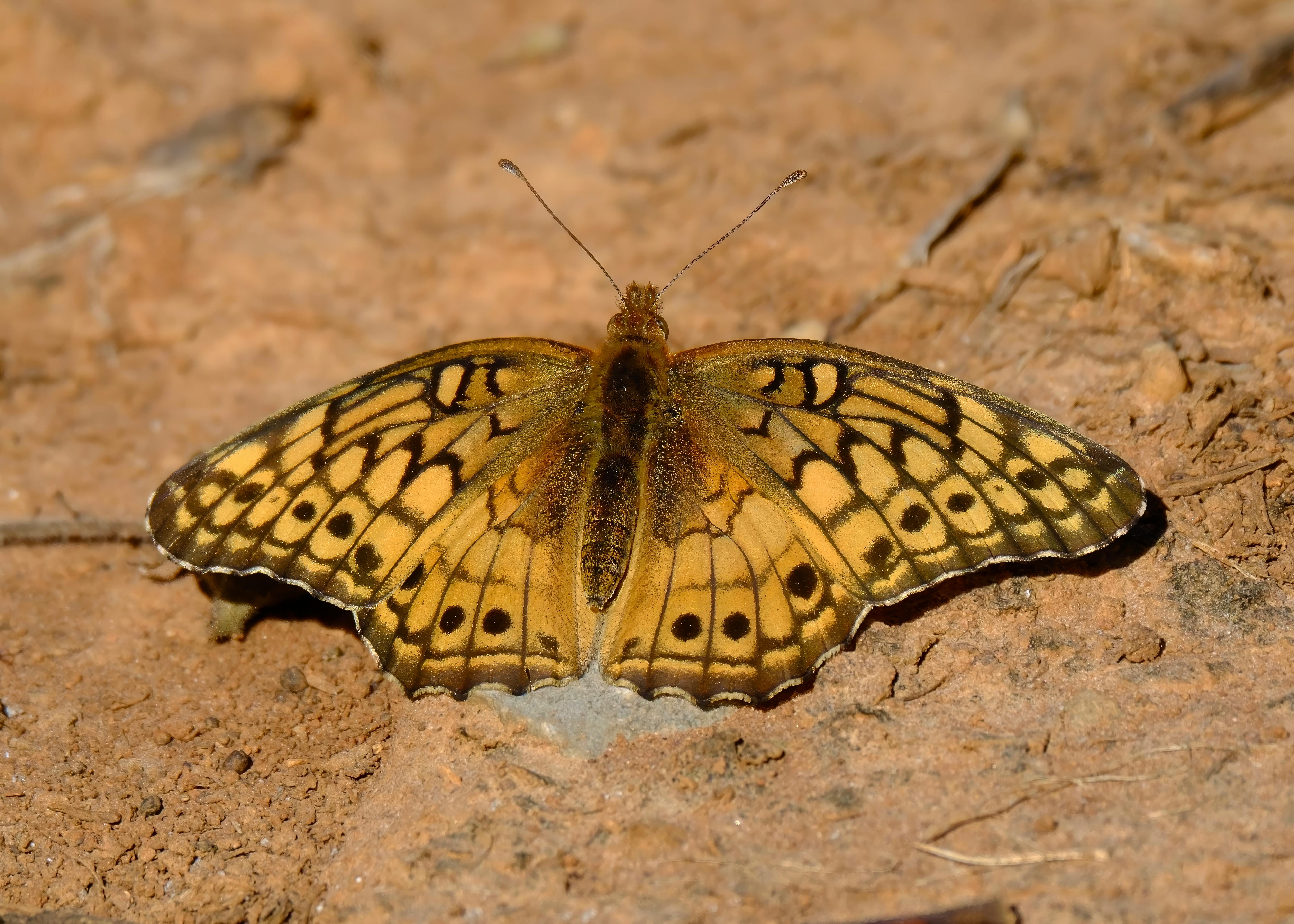 World Soil Day Photos, Download The BEST Free World Soil Day Stock ...