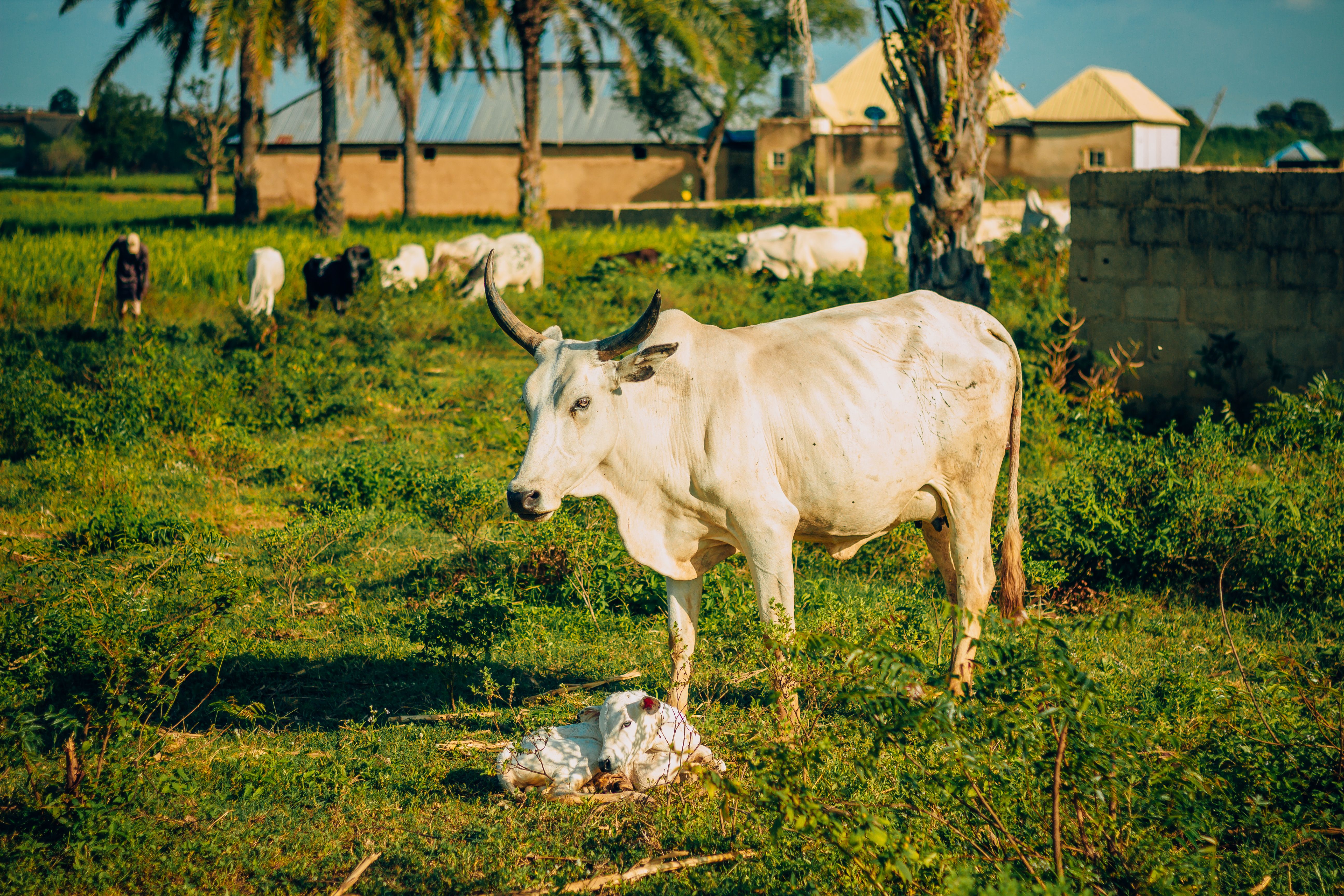 Semilla Agro Photos, Download The BEST Free Semilla Agro Stock Photos ...