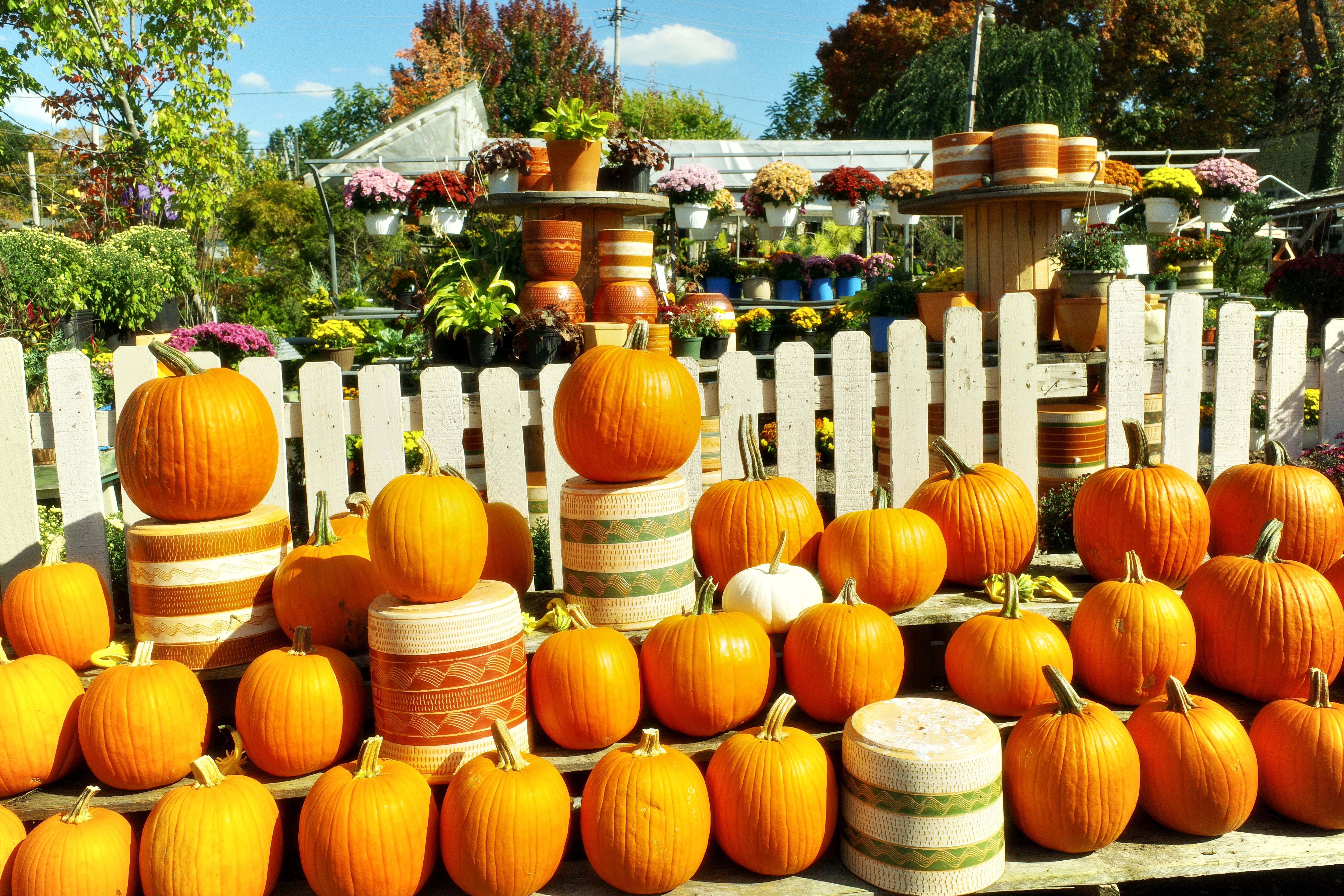 Vibrant Fall Pumpkins on Display at Garden Center · Free Stock Photo