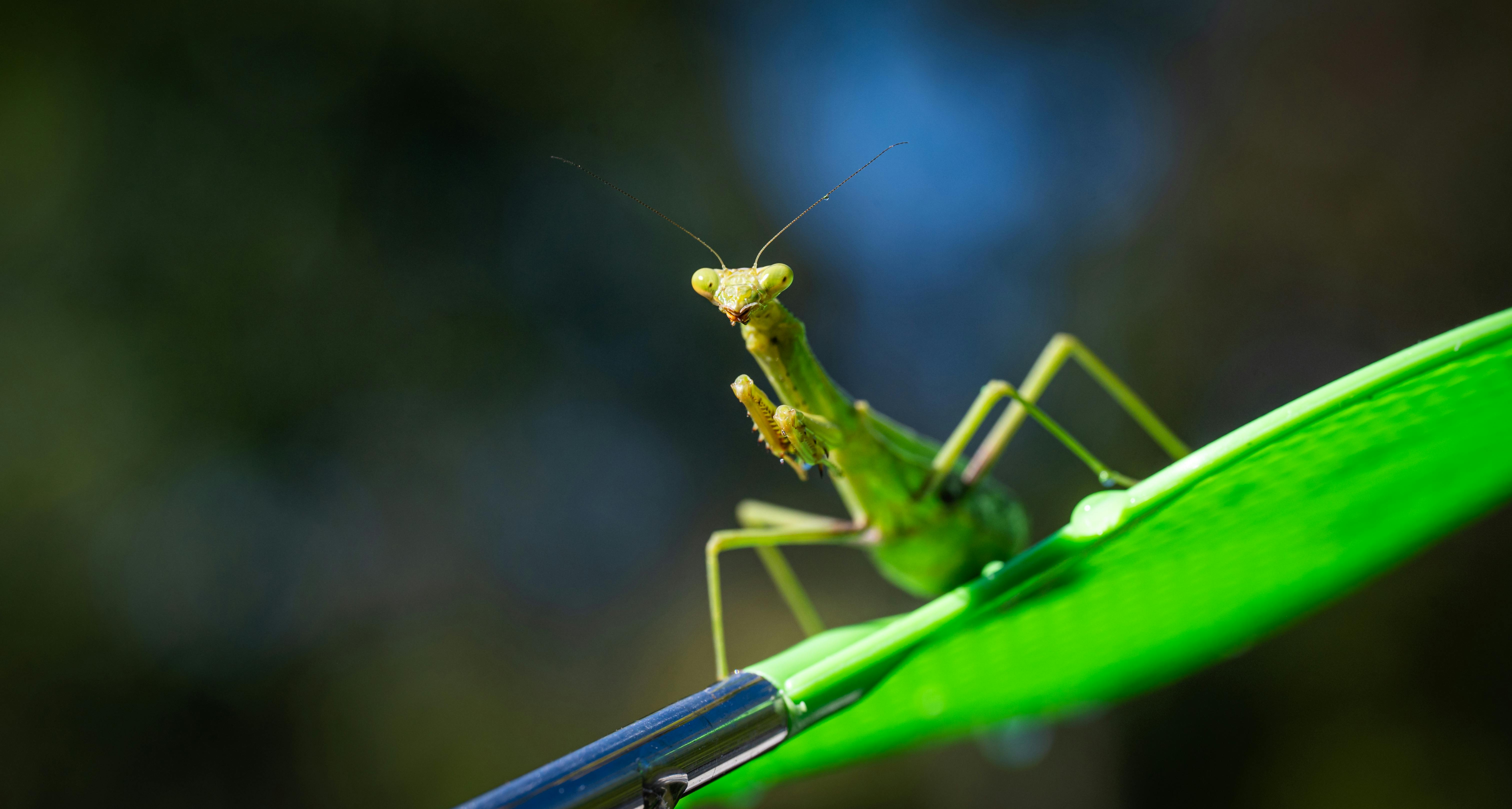 Photo gratuite de antiparasitaire, arthropode, balance de couleur ...