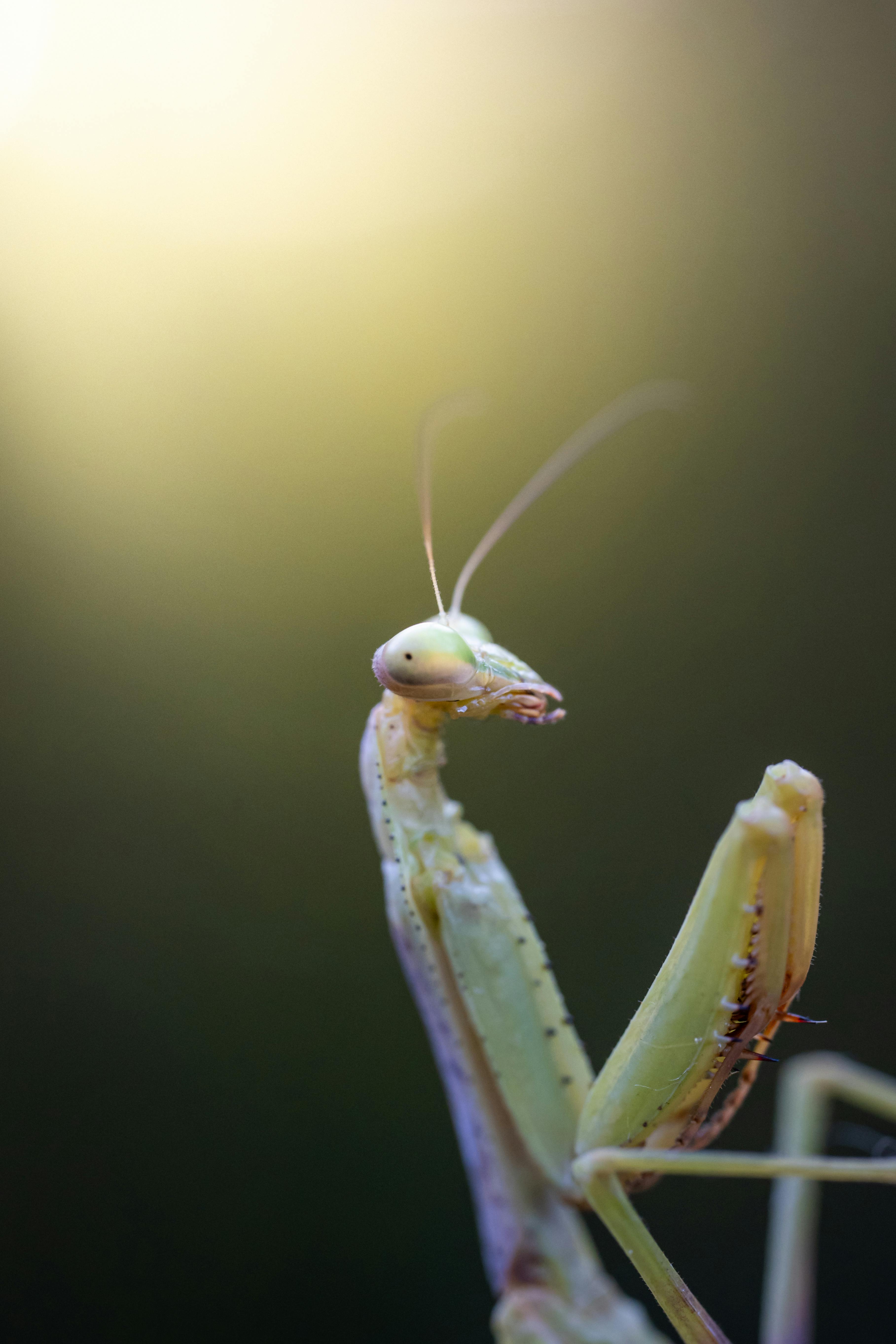 Foto de stock gratuita sobre anatomía de insectos, antena, antenas ...
