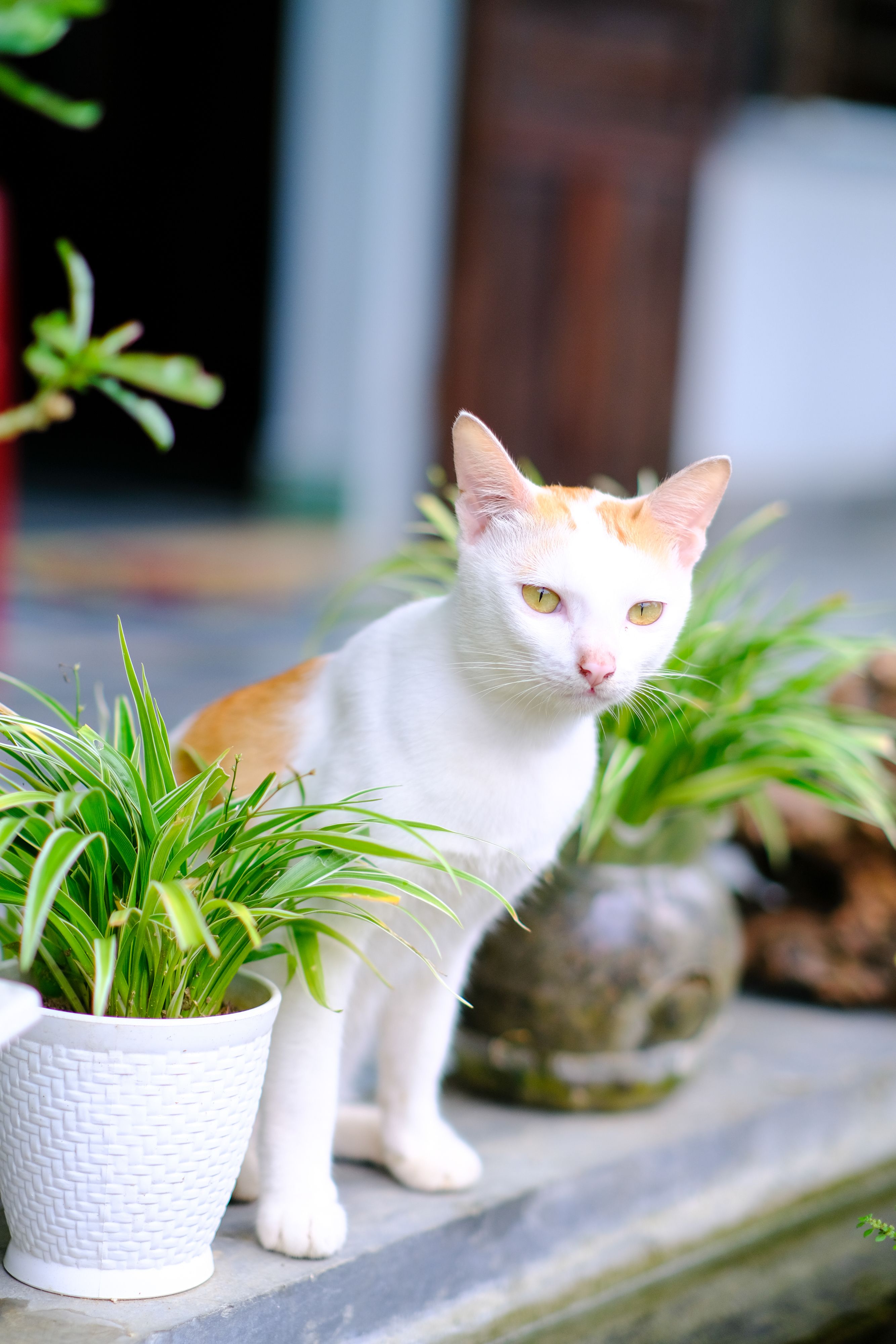 Sunlit Cat Among Greenery in Vietnamese Garden · Free Stock Photo