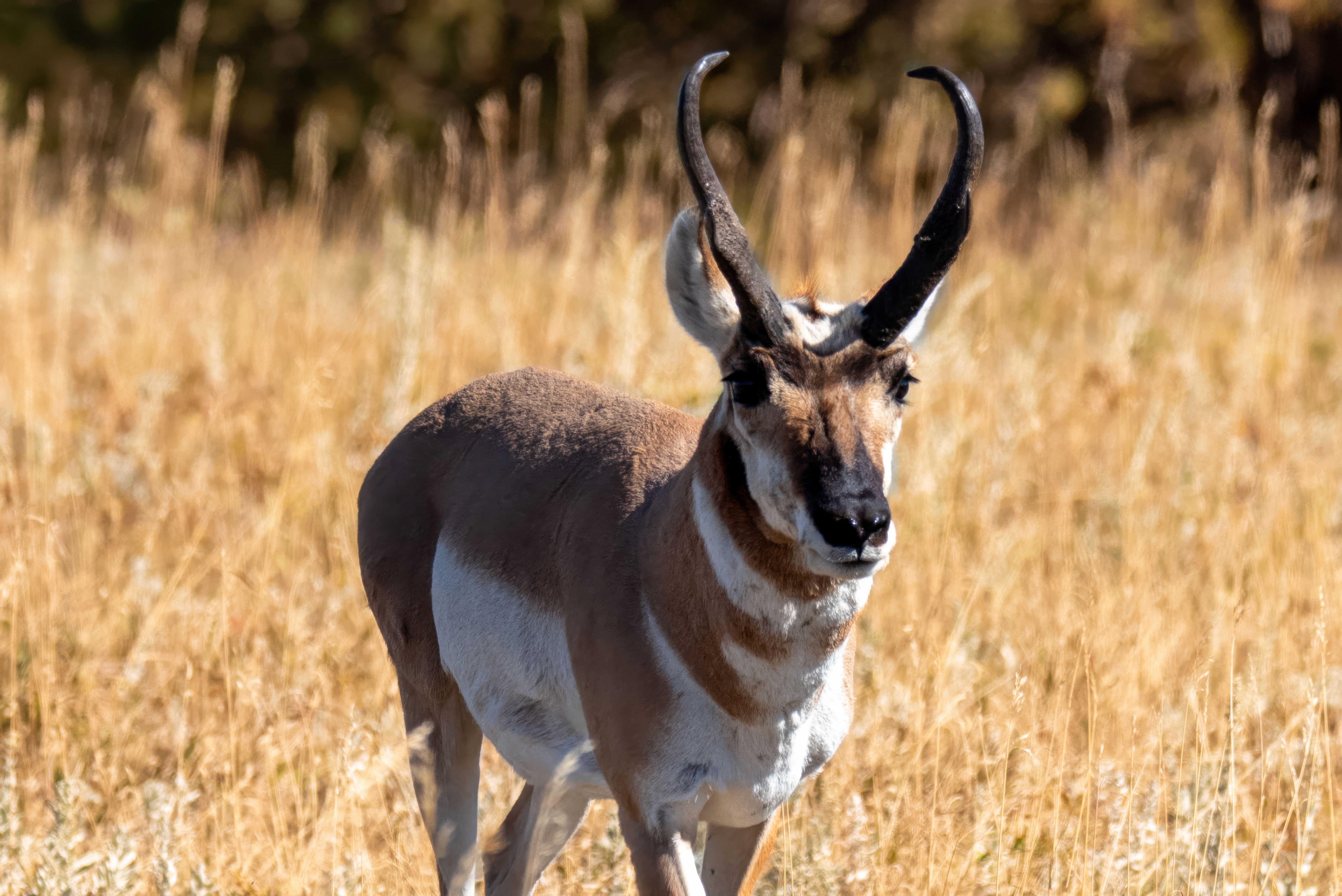 Close-up Photography of a Antelope · Free Stock Photo