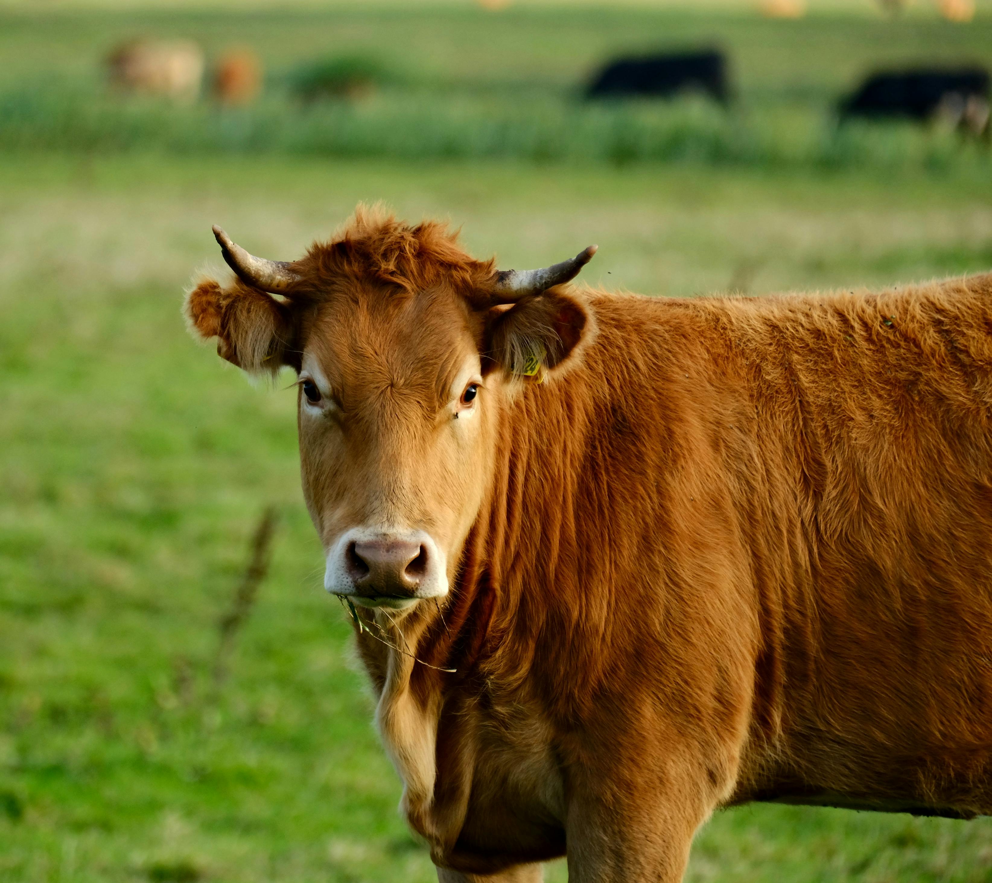 Dairy Cow Photos, Download The BEST Free Dairy Cow Stock Photos & HD Images