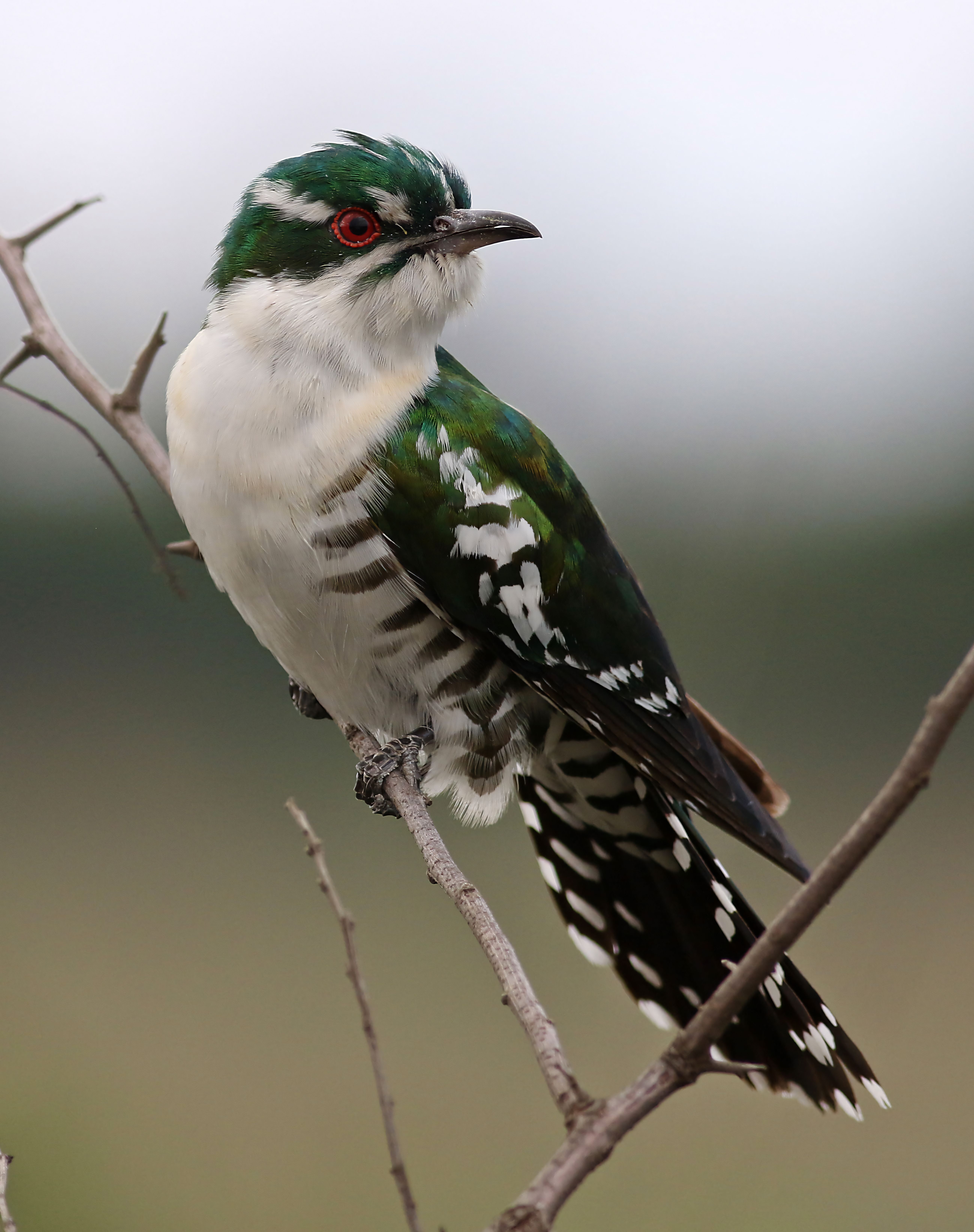Cuckoo Bird Photos, Download The BEST Free Cuckoo Bird Stock Photos ...