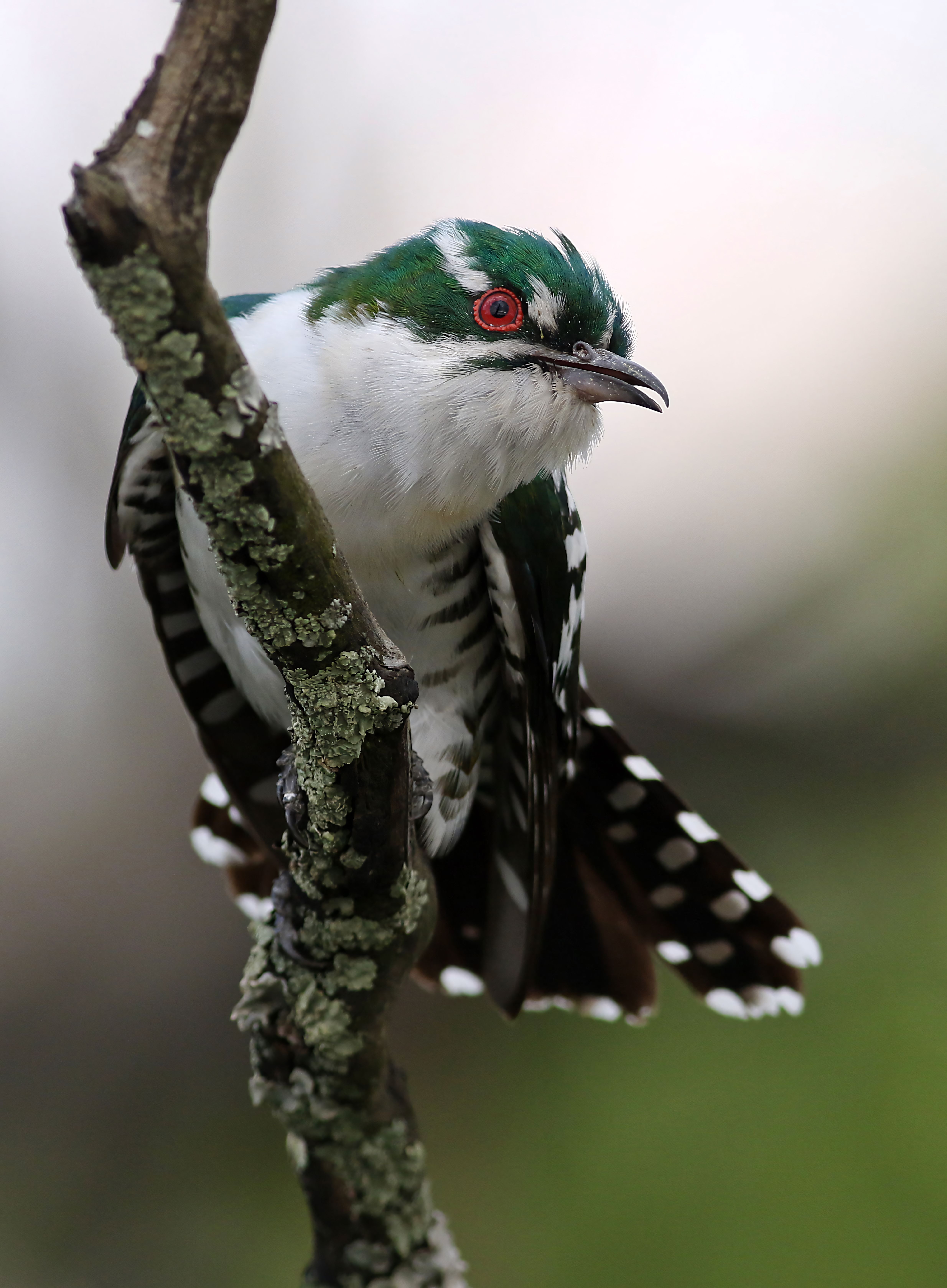 Cuco Diederik, Chrysococcyx Caprius (Macho), En La Reserva Natural De ...