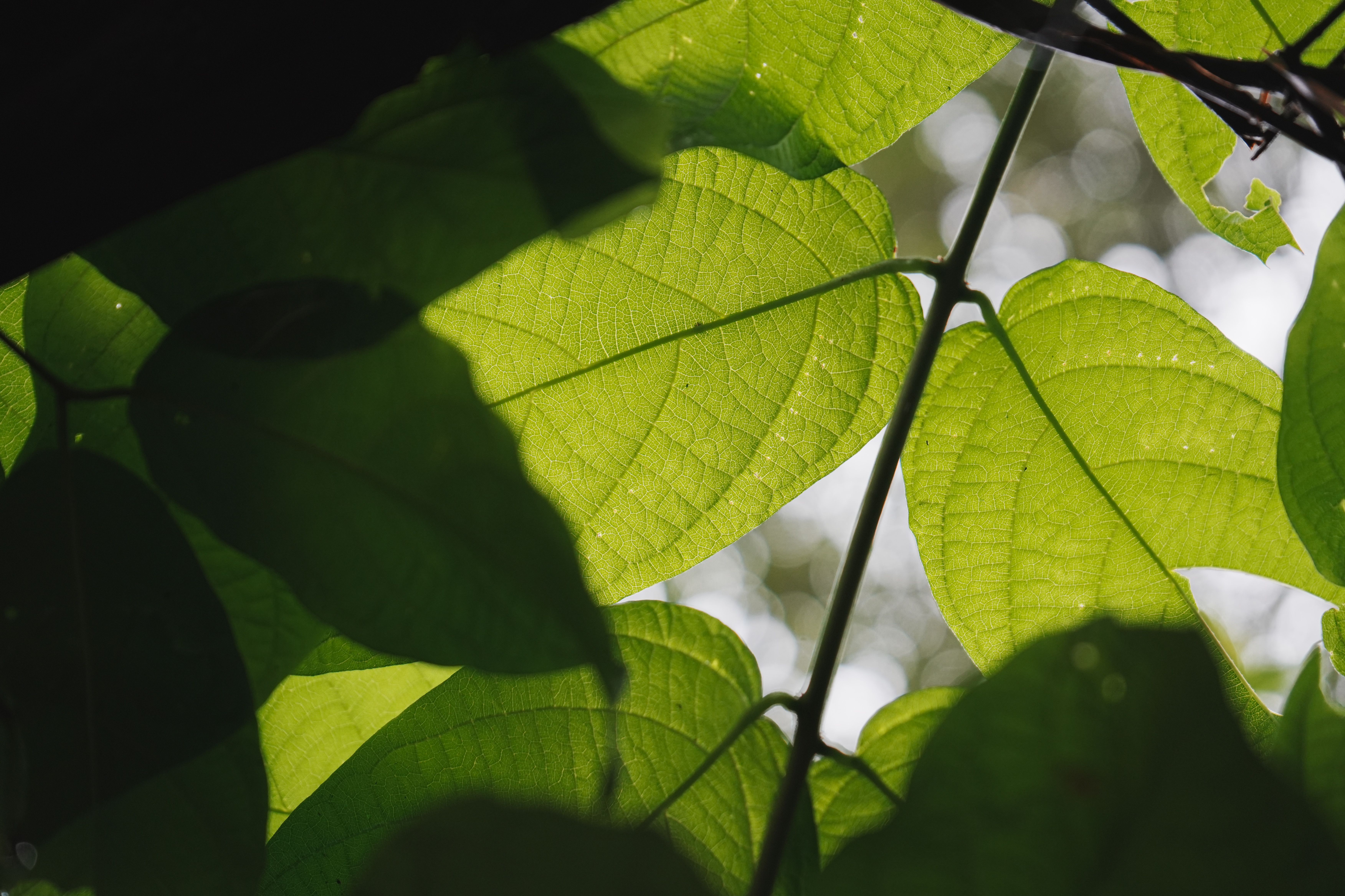 Árbol De Hoja Verde · Foto de stock gratuita