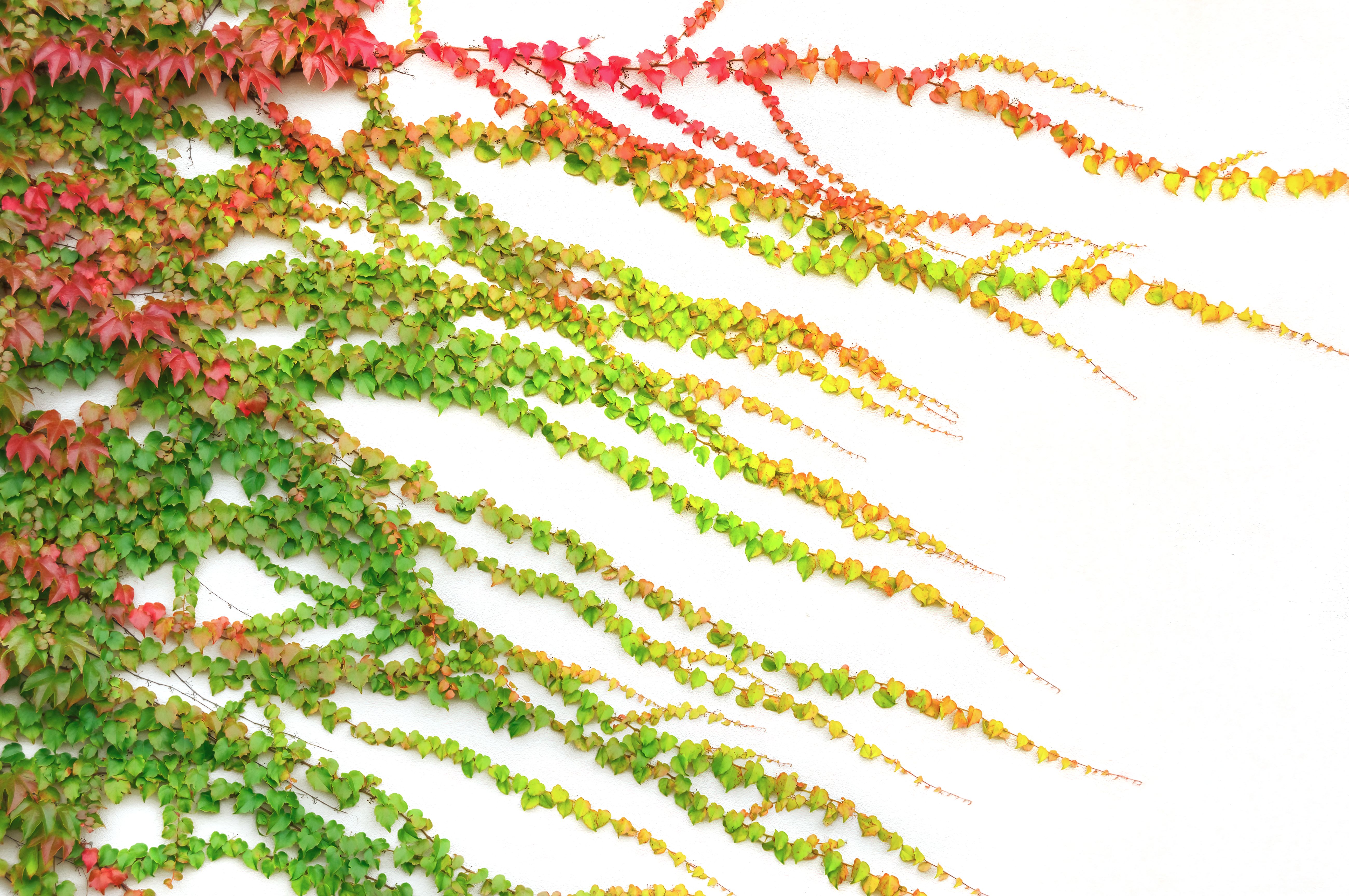 Colorful Autumn Vines Against a White Wall · Free Stock Photo