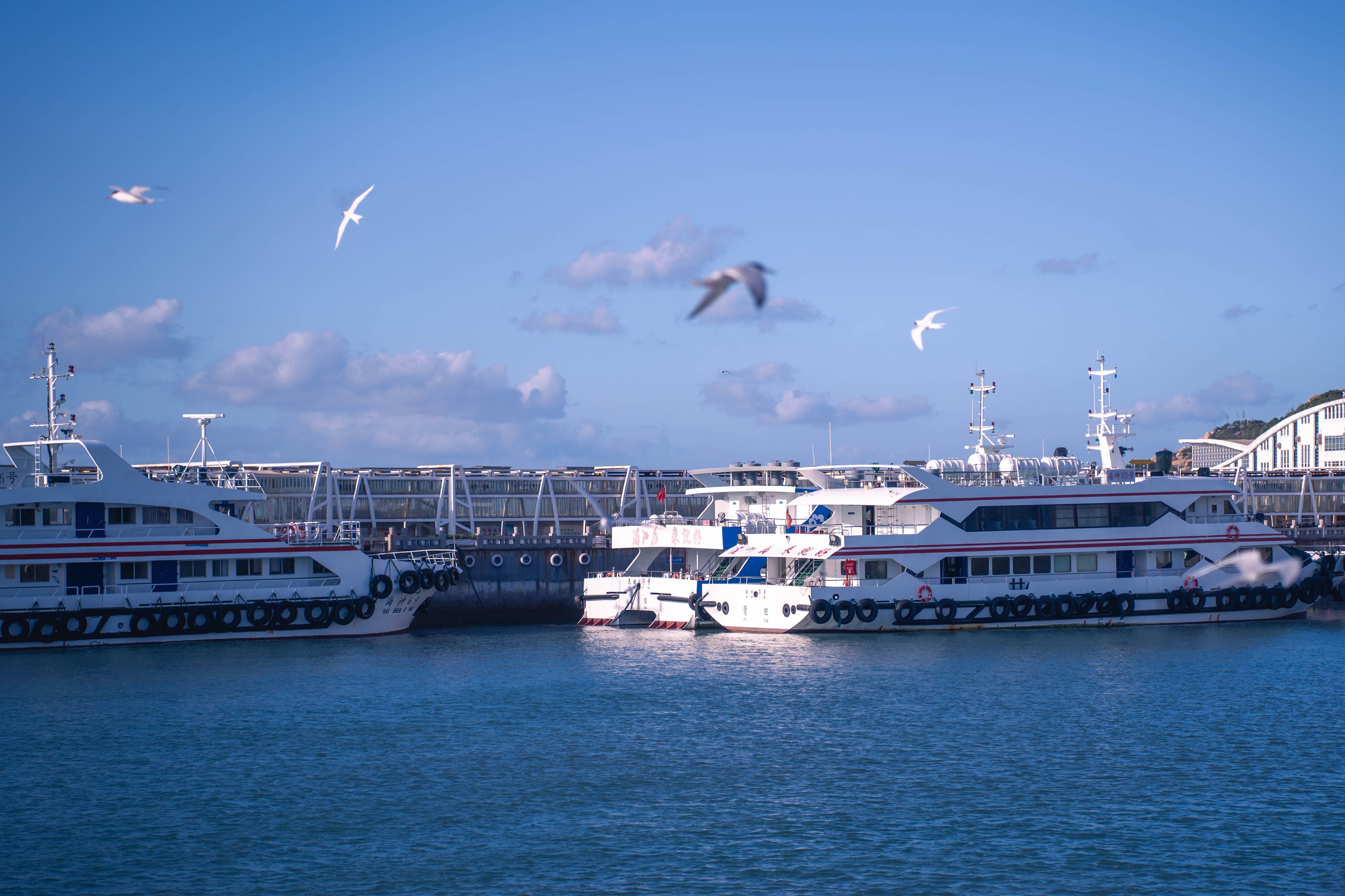 Scenic Harbor View with Docked Ferries and Seagulls · Free Stock Photo