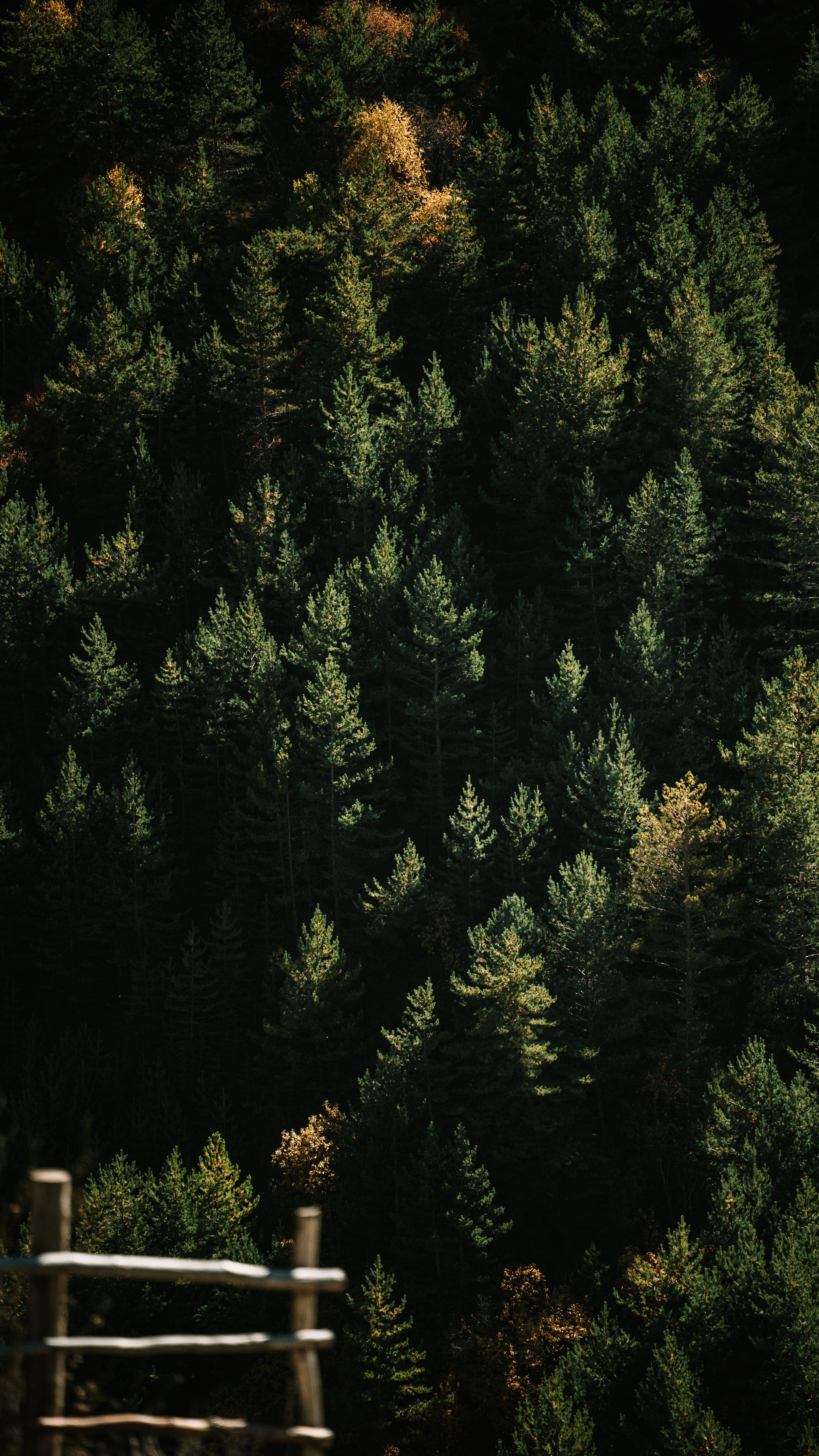 Dense Forest Canopy in Sunlight · Free Stock Photo