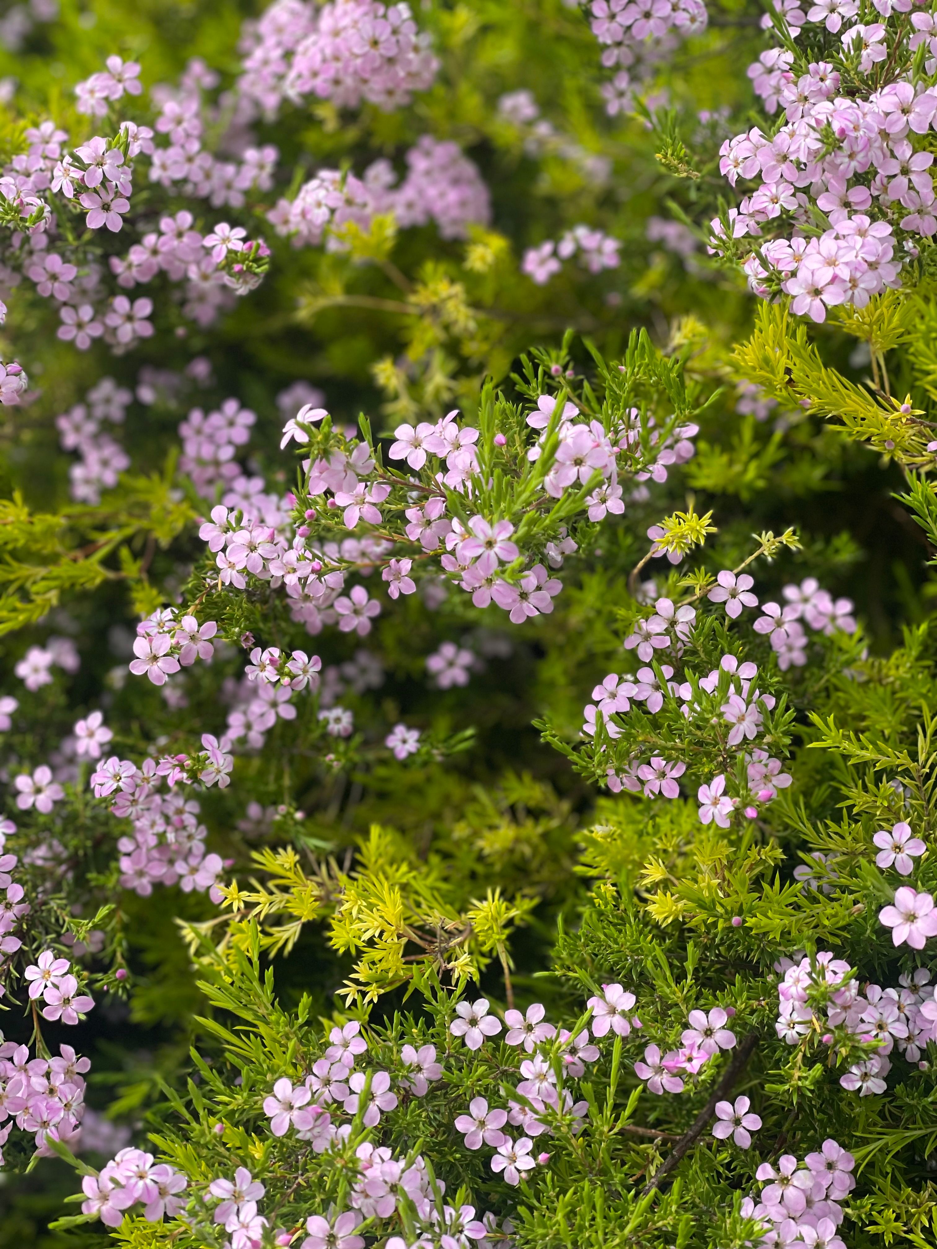 Close-Up of Pink Crowea Flowers in Bloom · Free Stock Photo