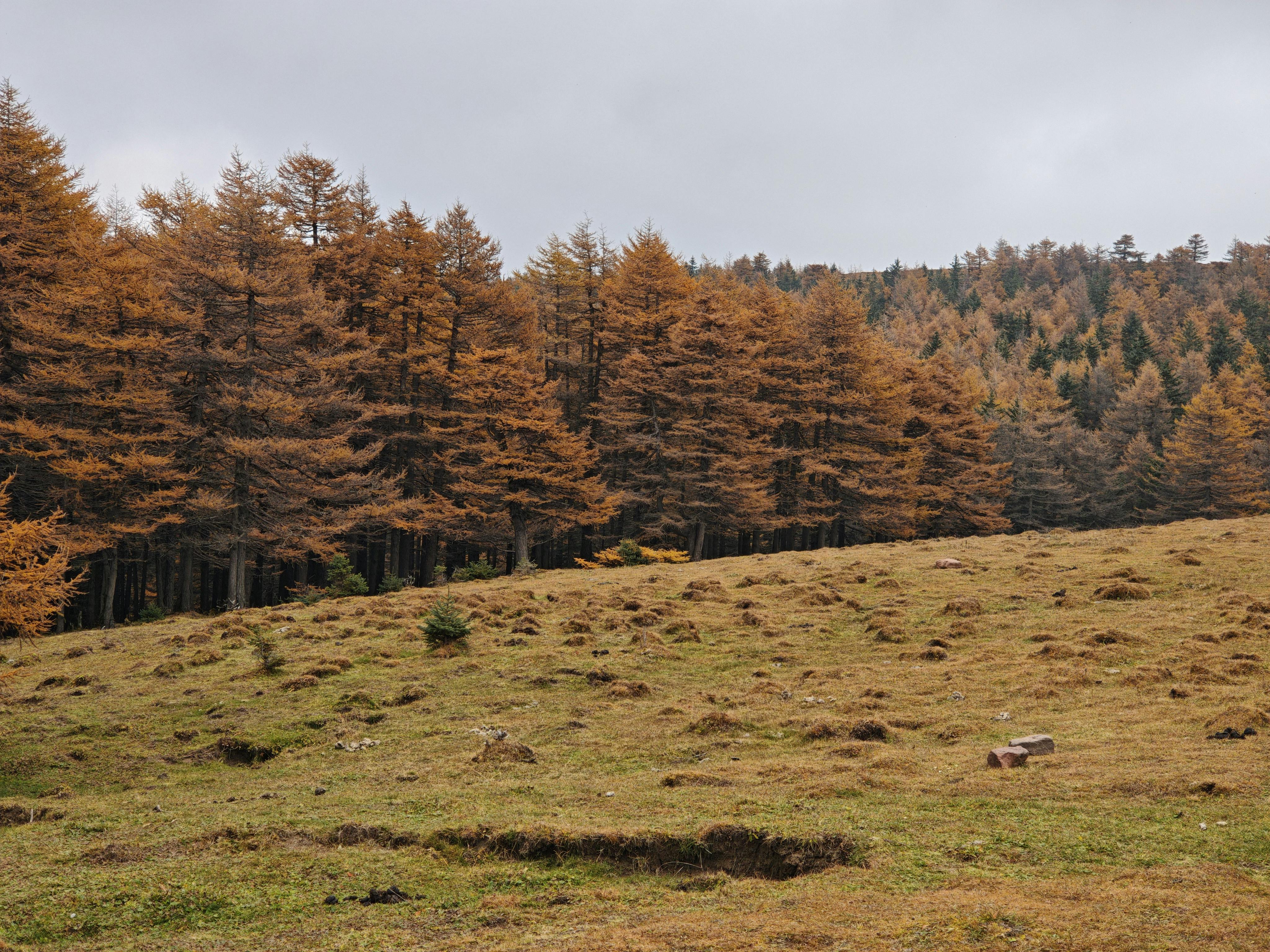Autumn Forest with Orange Pine Trees · Free Stock Photo