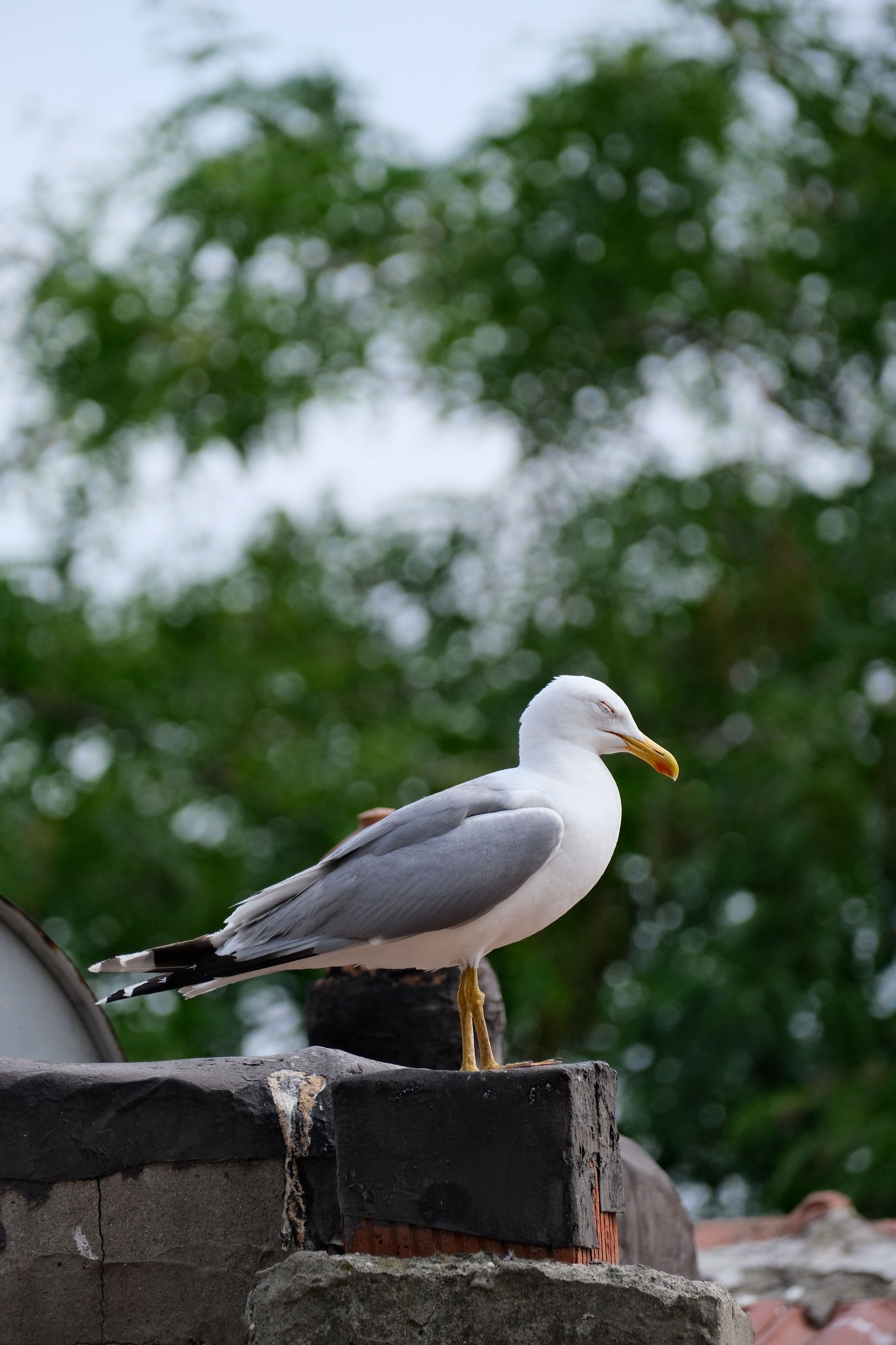 Urban Fauna Photos, Download The BEST Free Urban Fauna Stock Photos ...