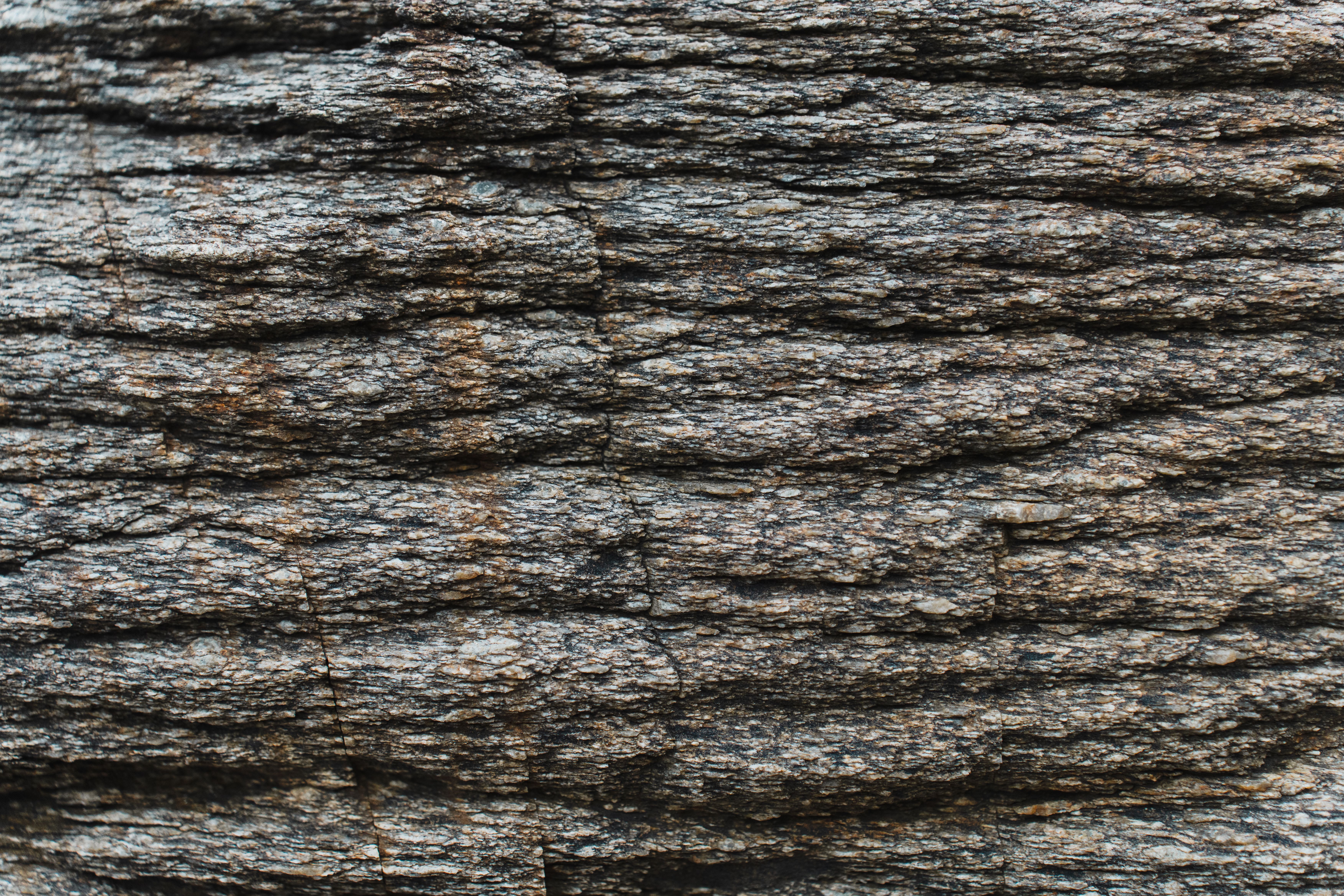 Textured Tree Bark Natural Background · Free Stock Photo