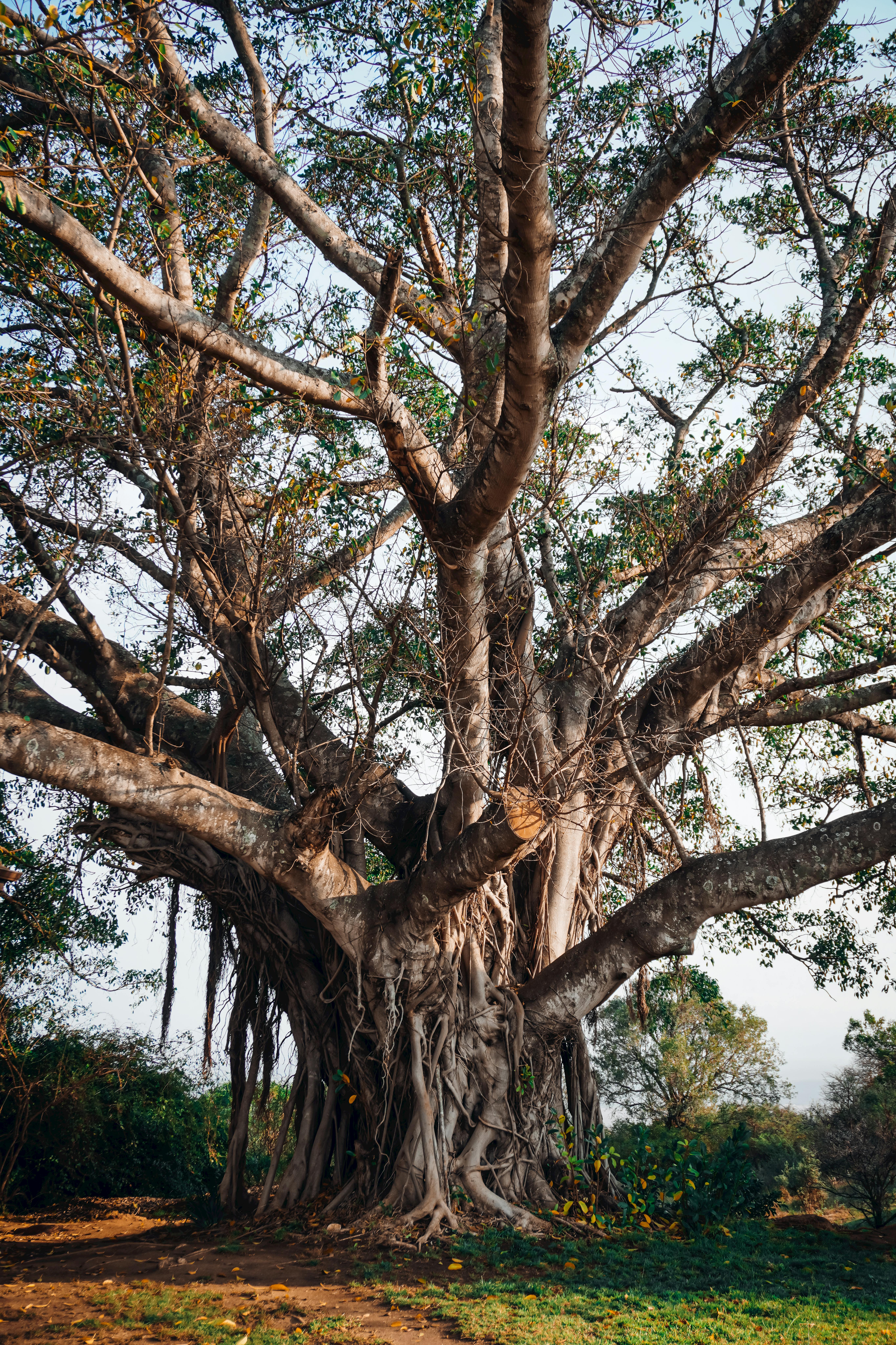 Majestic Banyan Tree in Sunlit Landscape · Free Stock Photo