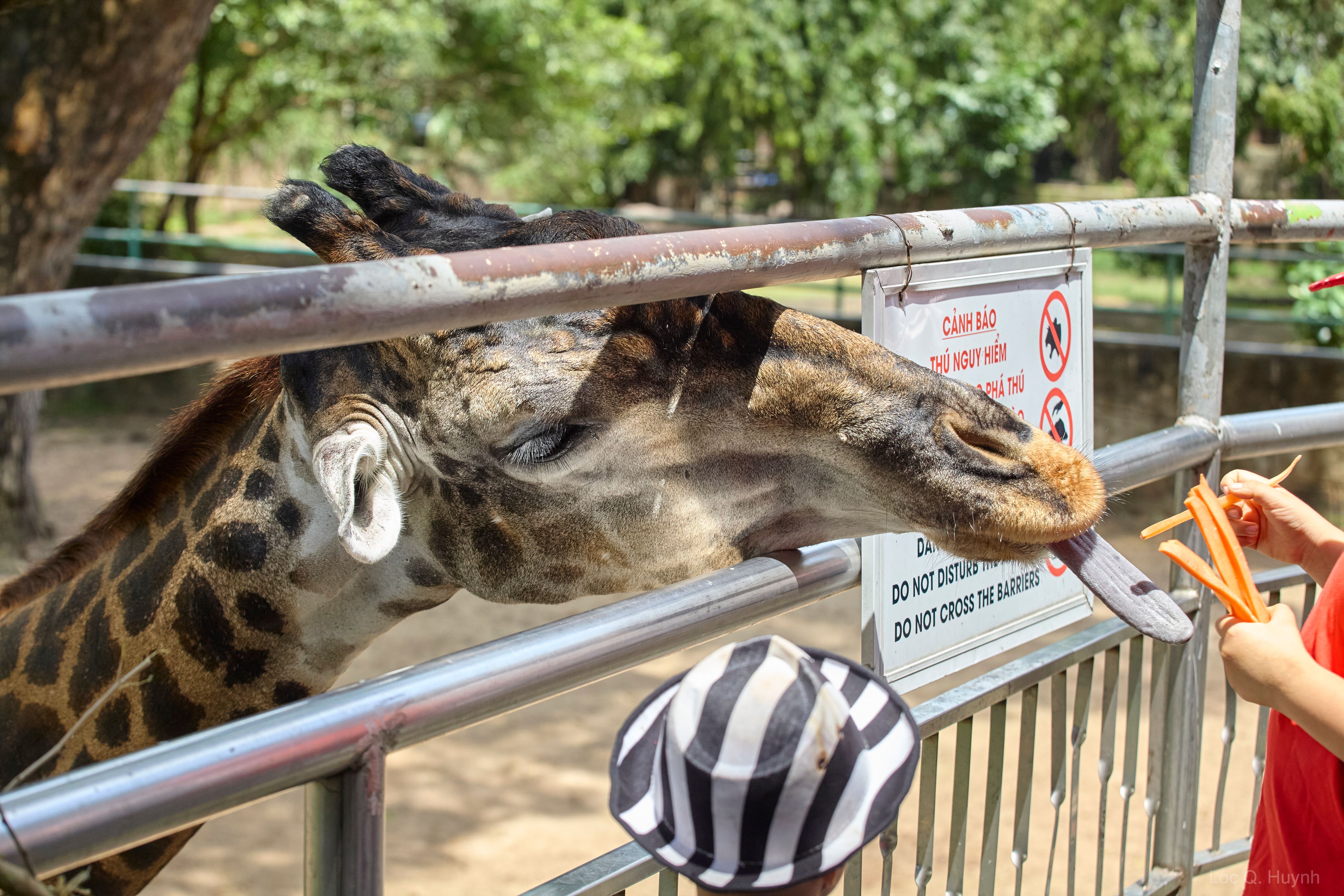 Giraffe Sign Laguage Photos, Download The BEST Free Giraffe Sign ...