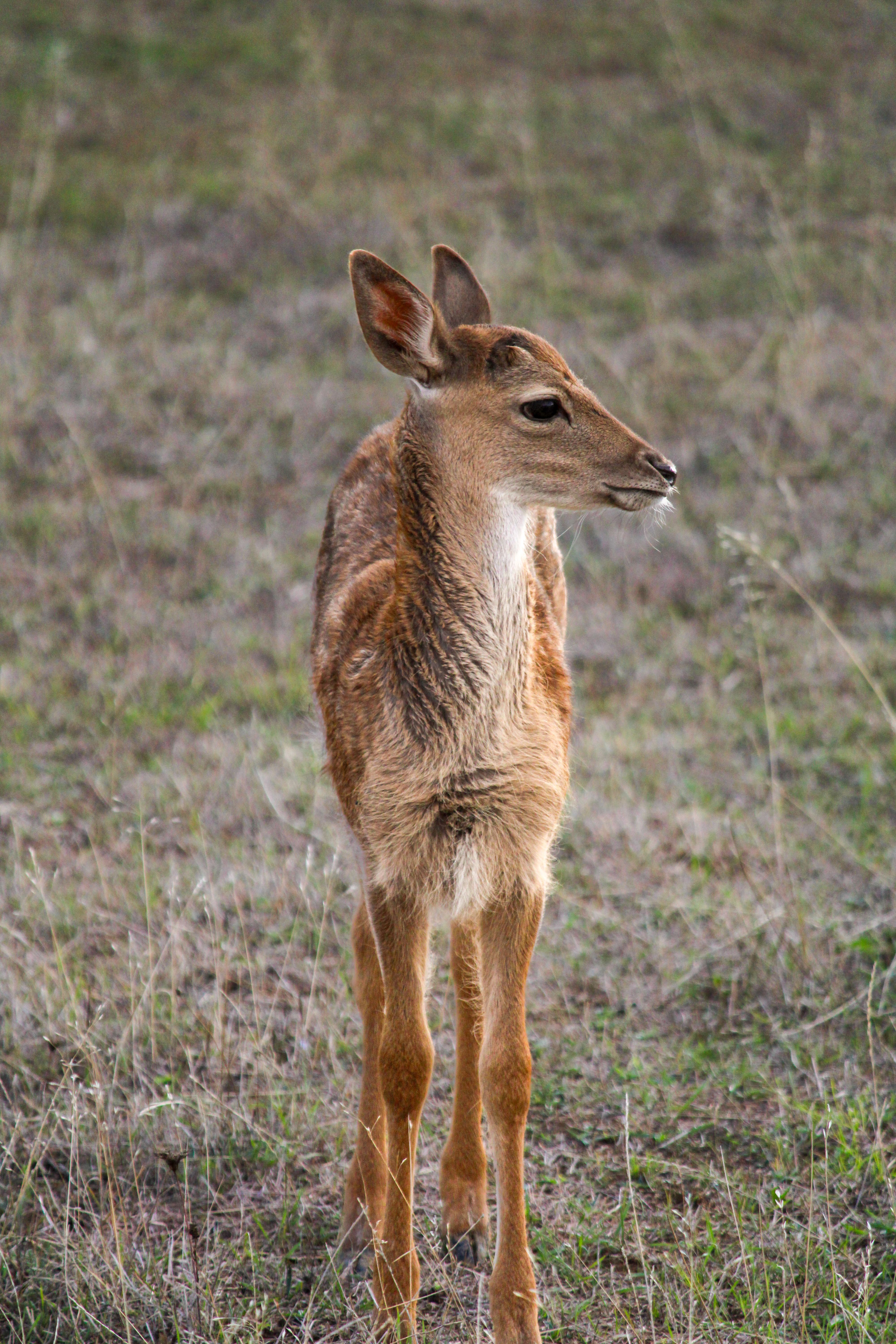 Baby Deer Photos, Download The BEST Free Baby Deer Stock Photos & HD Images