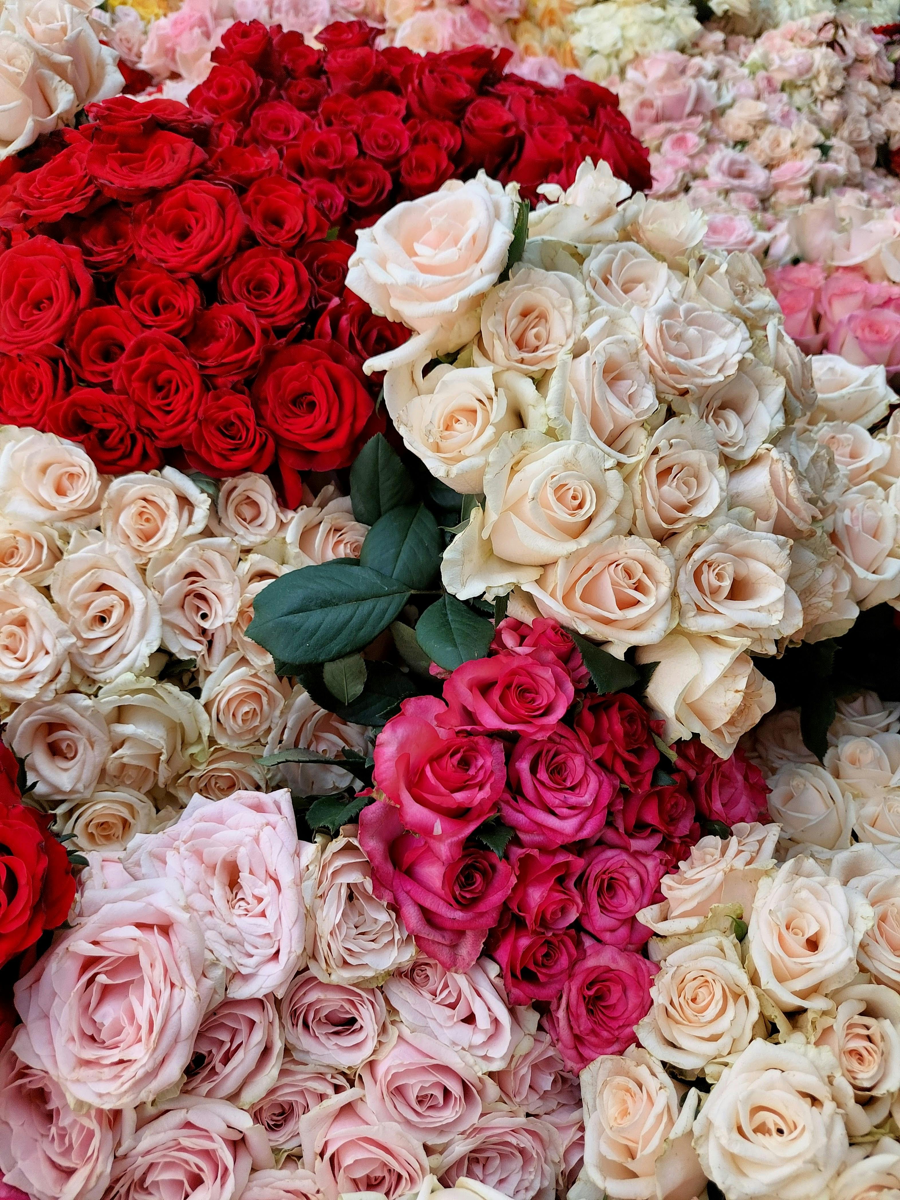 Vibrant Bouquet of Multi-Colored Roses · Free Stock Photo