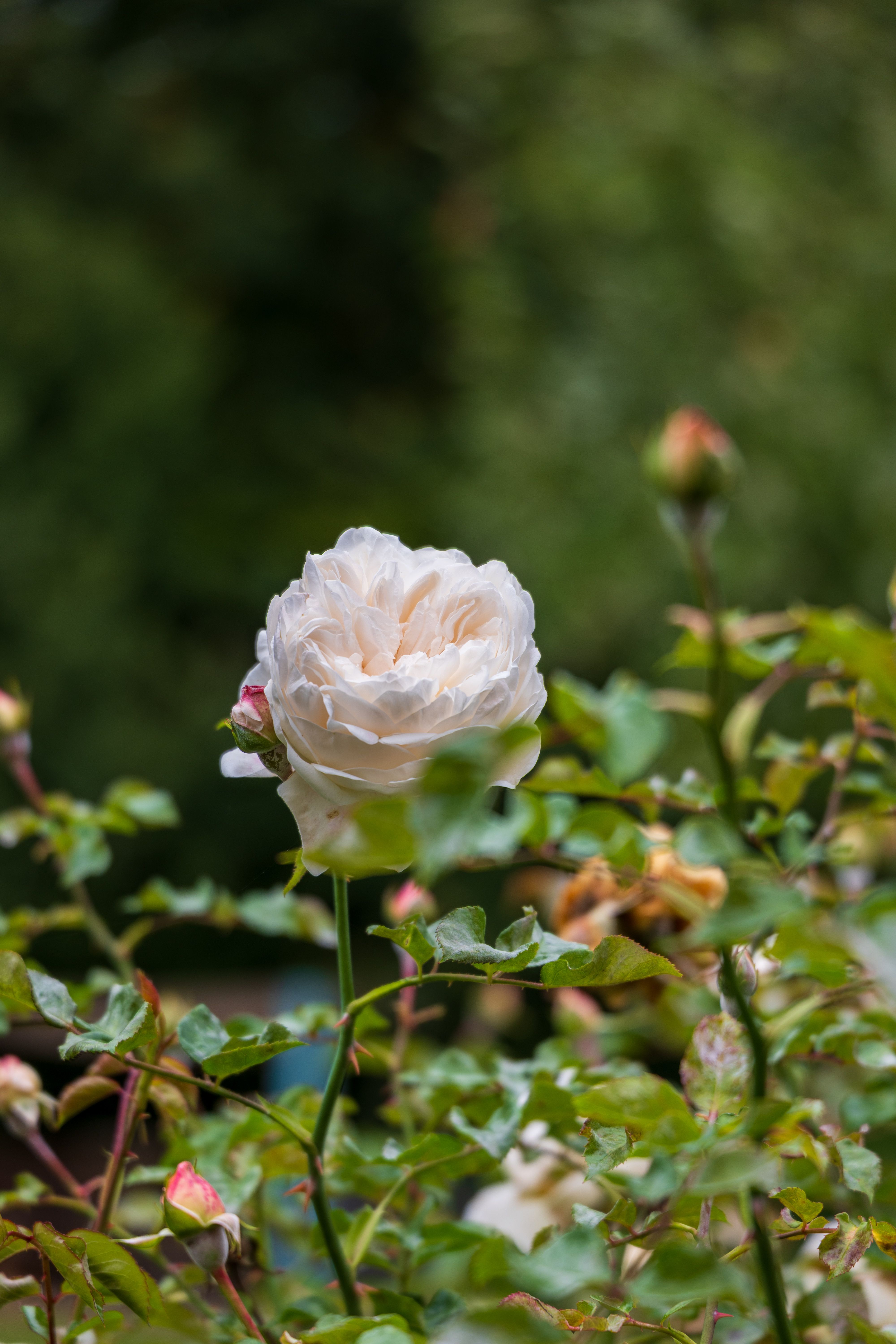 Close-Up of a Delicate White Rose in Bloom · Free Stock Photo