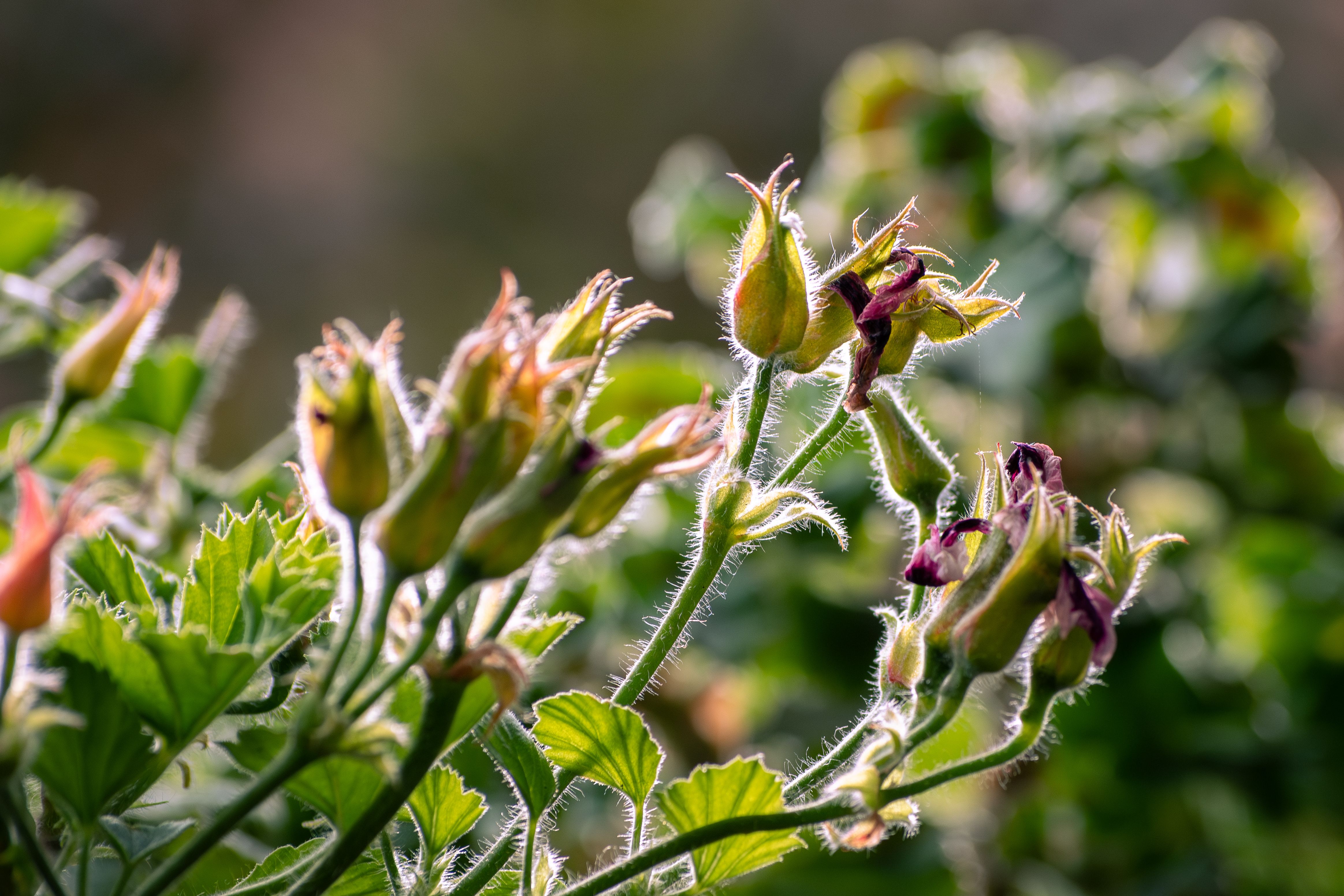 Close-Up of Budding Rose Plant in Bremen Garden · Free Stock Photo