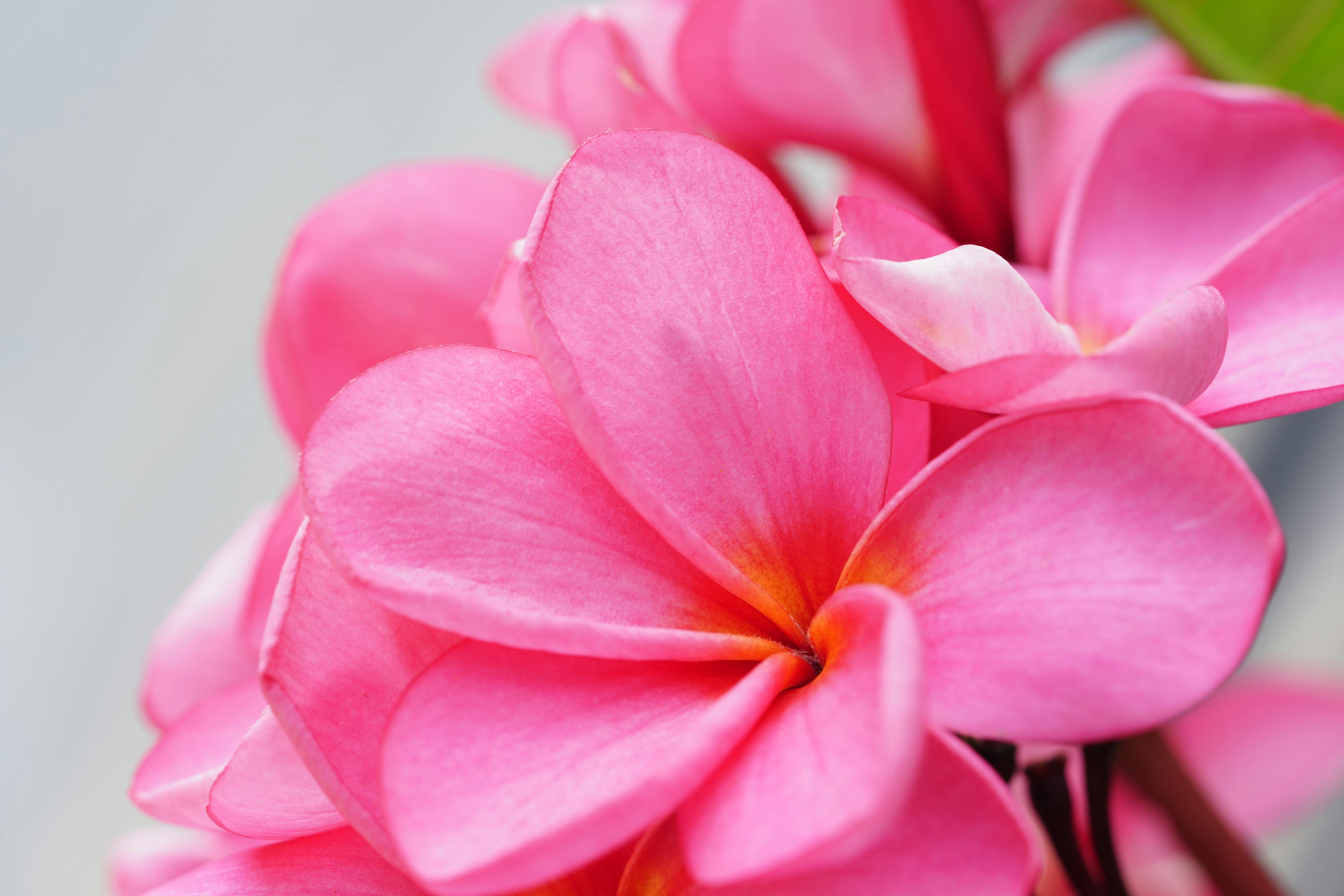 Bokep+Pinky+Pinky Photos, Download The BEST Free Bokep+Pinky+Pinky Stock Photos & HD Images