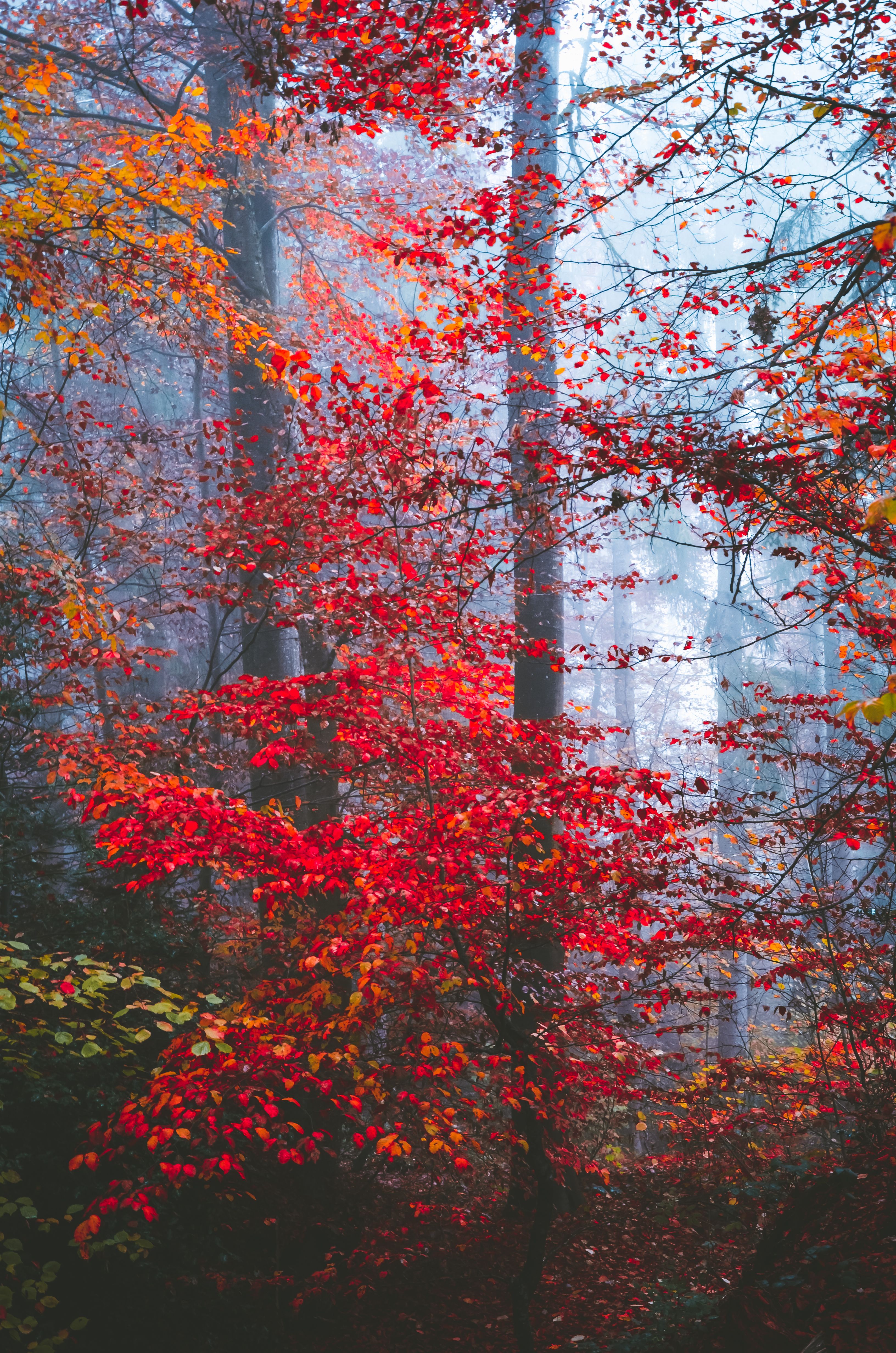 Red Trees · Free Stock Photo