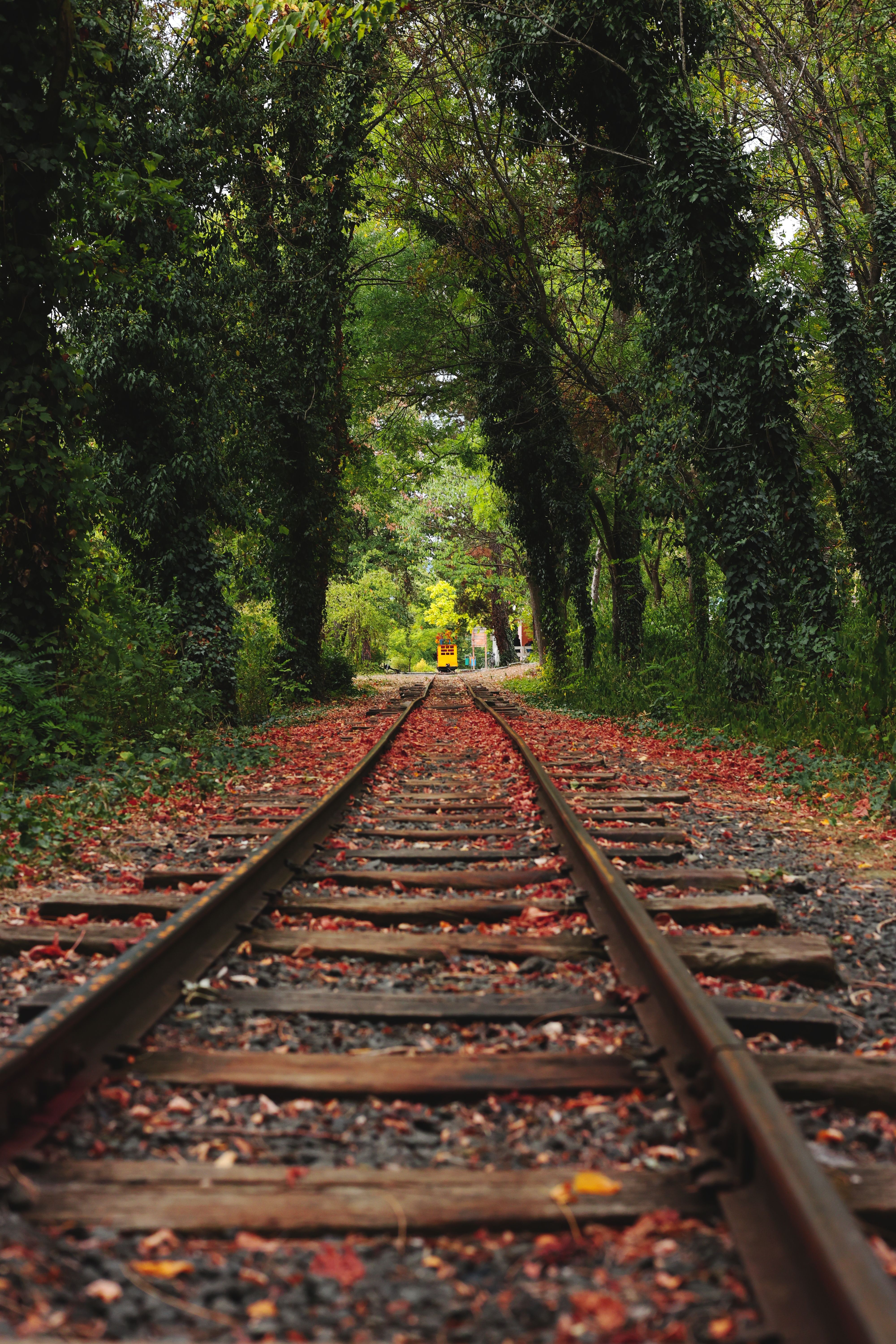 Rustic Railway Through Autumn Forest in Bulgaria · Free Stock Photo