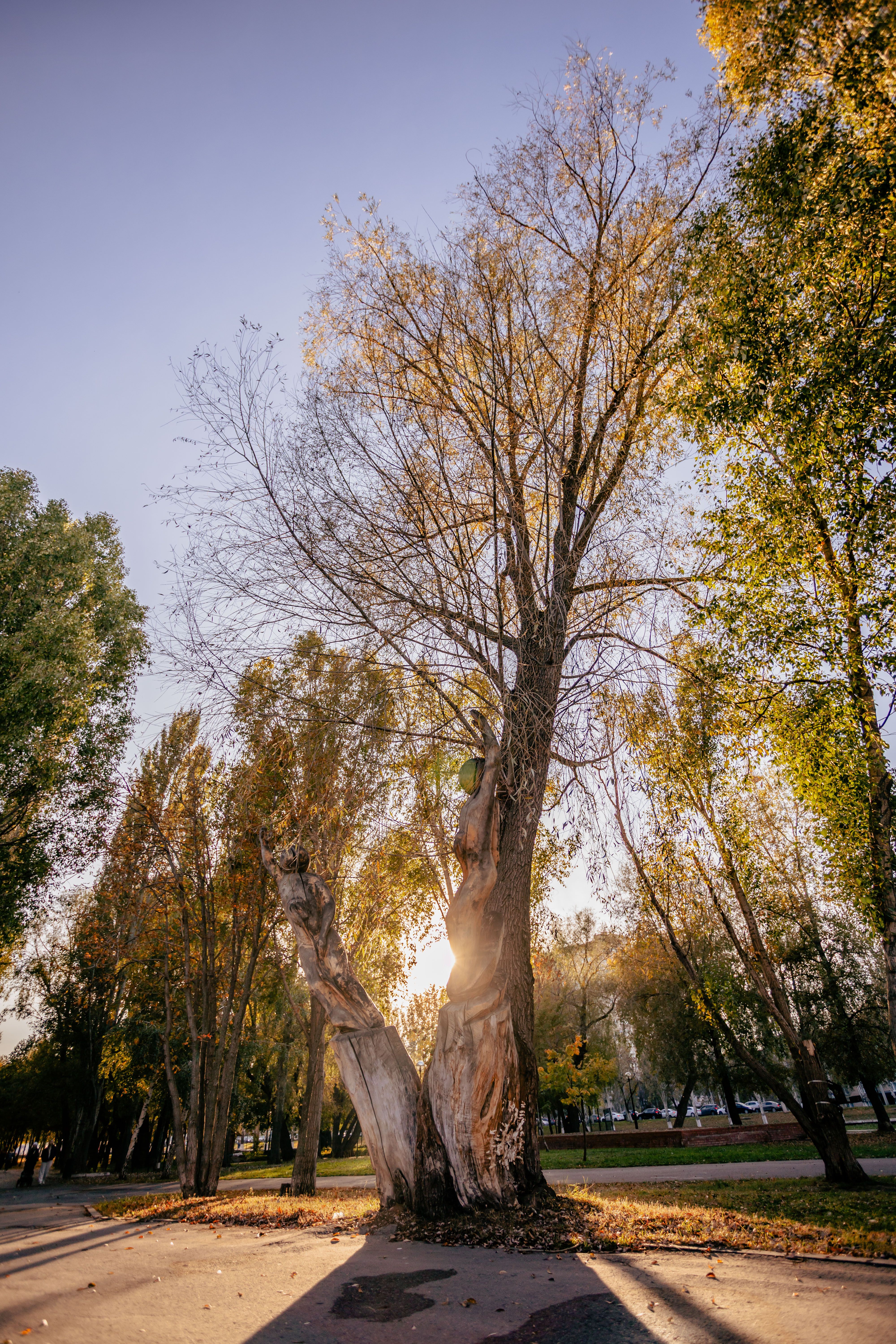 Sunlit Park with Golden Autumn Trees · Free Stock Photo